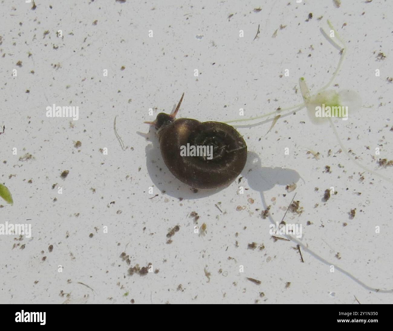 Margined Ram's-horn (Planorbis planorbis) Mollusca Stock Photo - Alamy