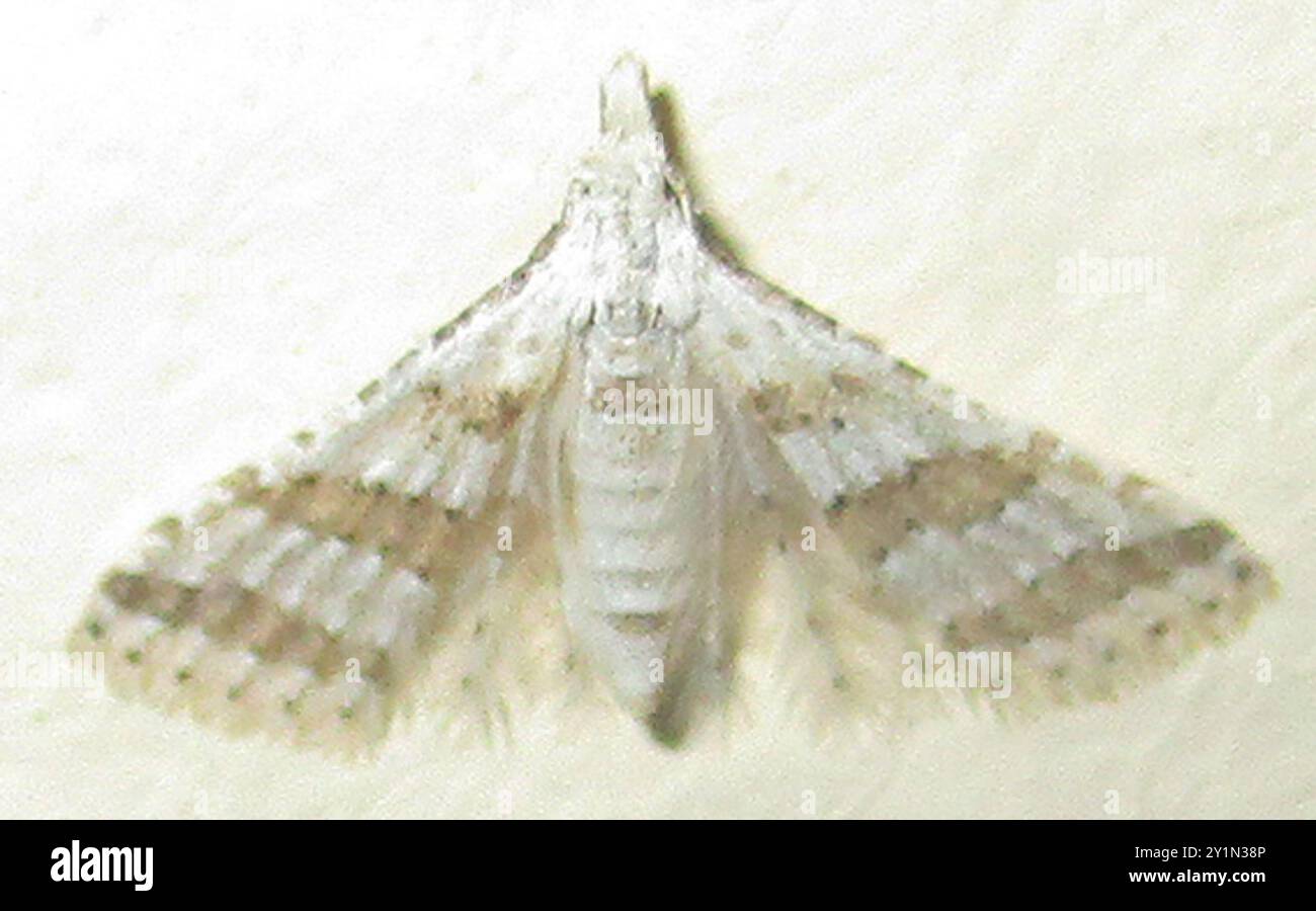 Many-plumed and False Plume moths (Alucitoidea) Insecta Stock Photo - Alamy