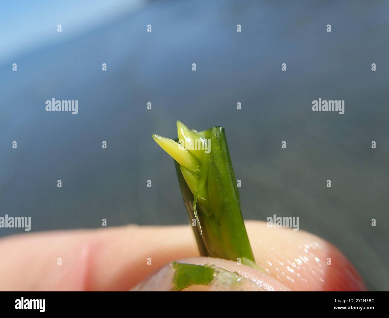 Japanese Eelgrass (Zostera japonica) Plantae Stock Photo - Alamy