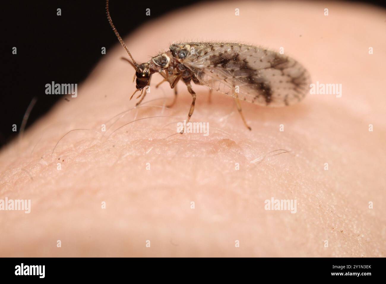 Variegated Brown Lacewing (Micromus variegatus) Insecta Stock Photo - Alamy
