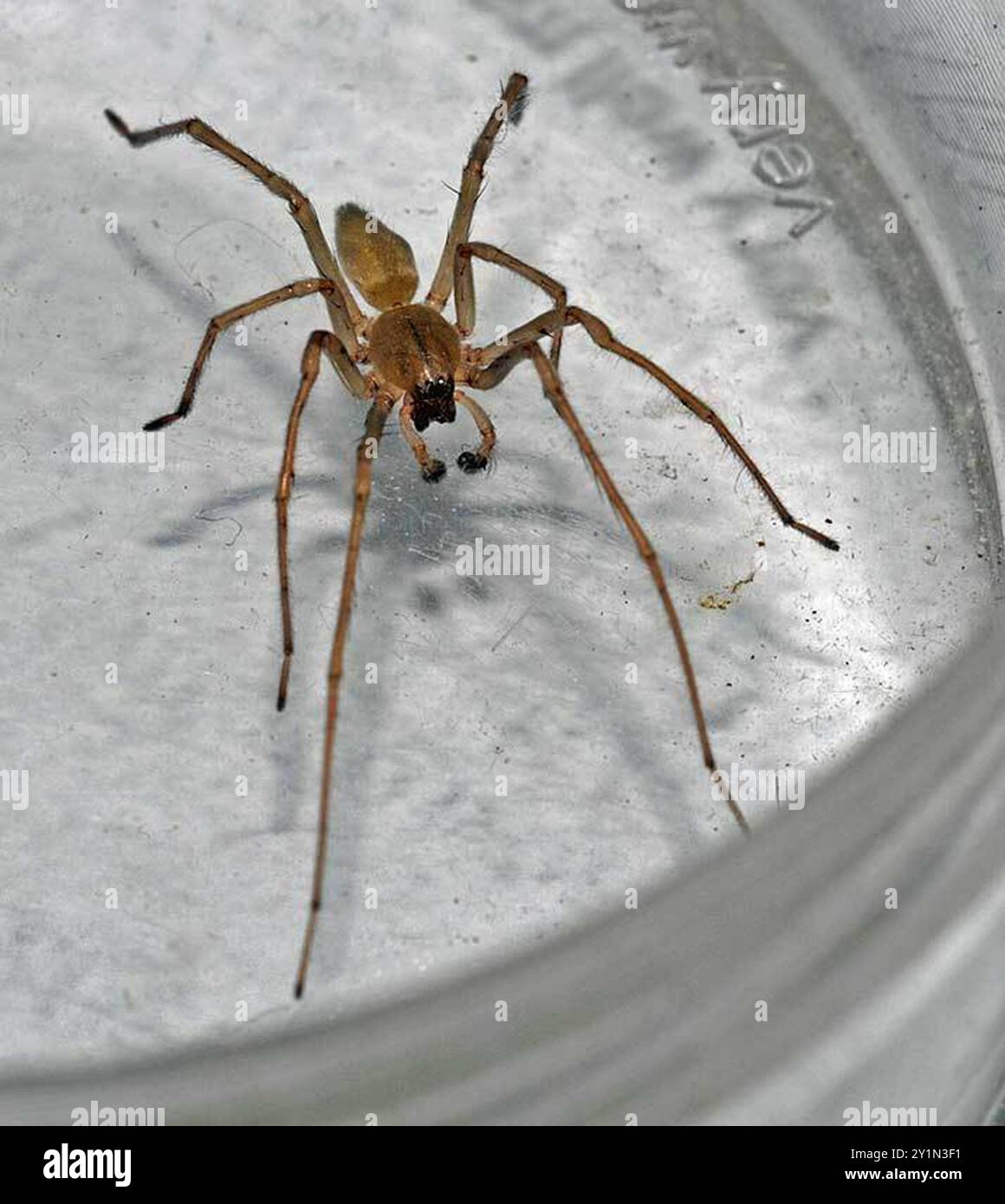 Northern Yellow Sac Spider (Cheiracanthium mildei) Arachnida Stock ...