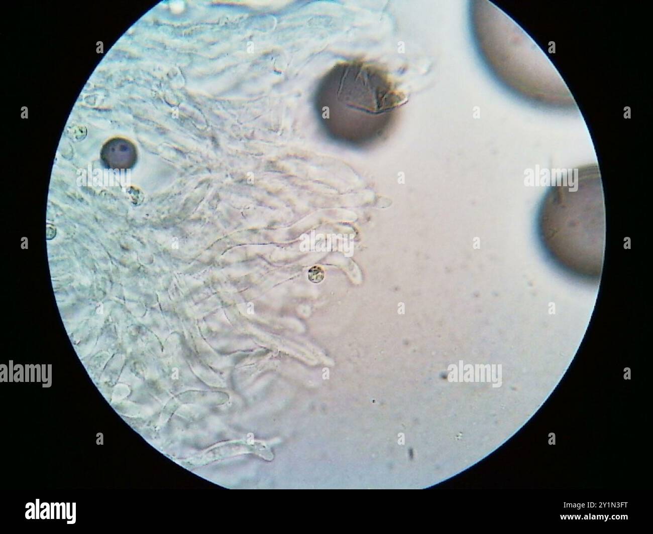 bleeding porecrust (Physisporinus sanguinolentus) Fungi Stock Photo - Alamy