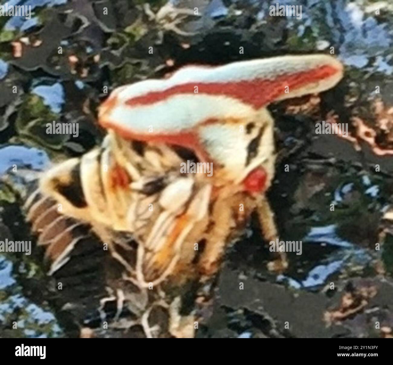 Oak Treehopper (Platycotis vittata) Insecta Stock Photo - Alamy