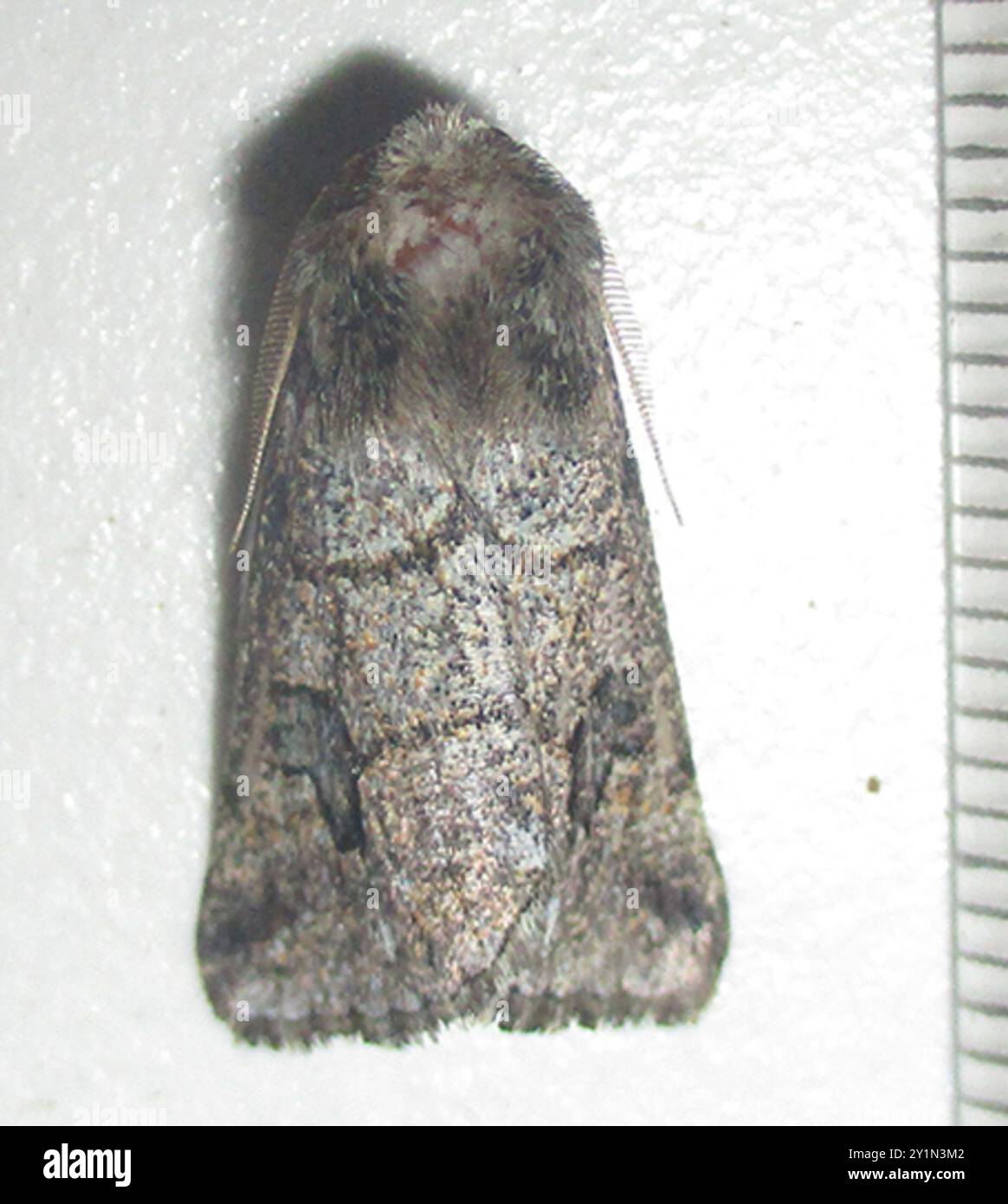 Aenigma hi-res stock photography and images - Alamy