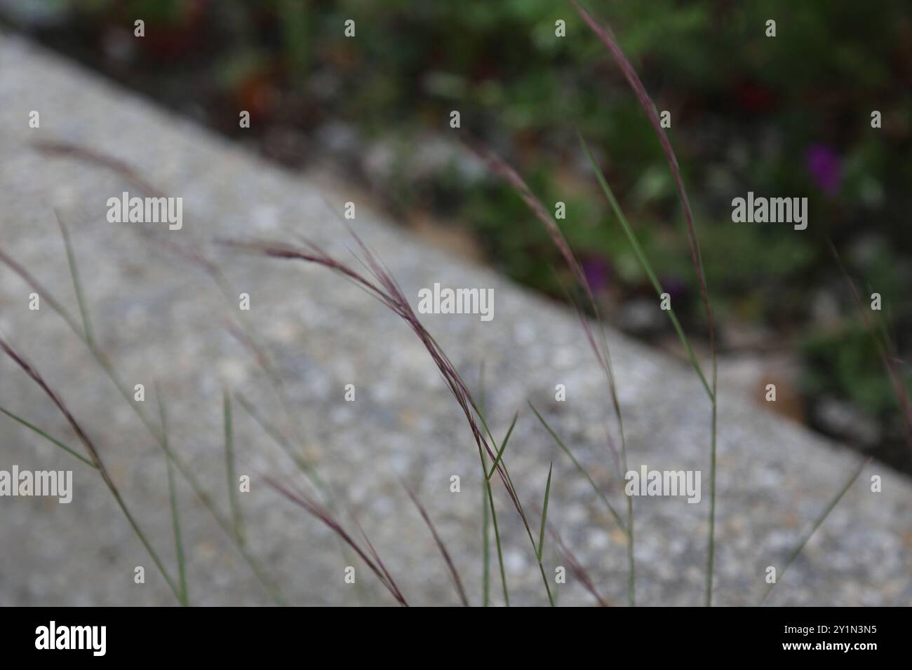 Purple Threeawn (Aristida purpurea) Plantae Stock Photo - Alamy