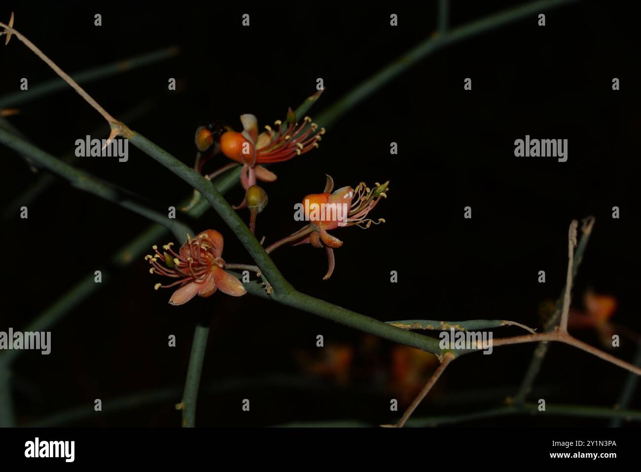 karira (Capparis decidua) Plantae Stock Photo - Alamy