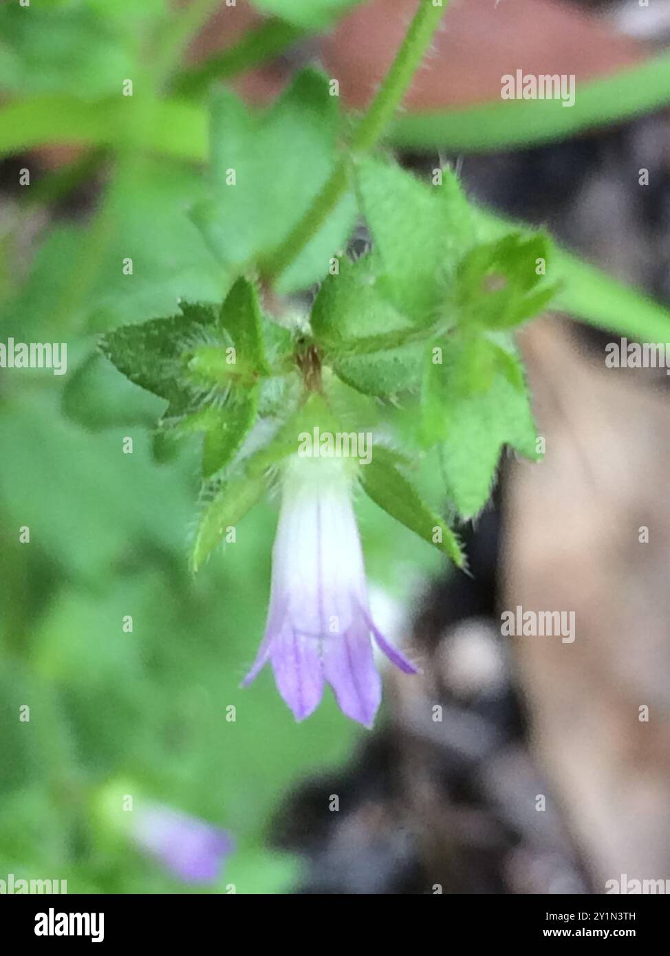 Small Bellflower (Campanula erinus) Plantae Stock Photo - Alamy