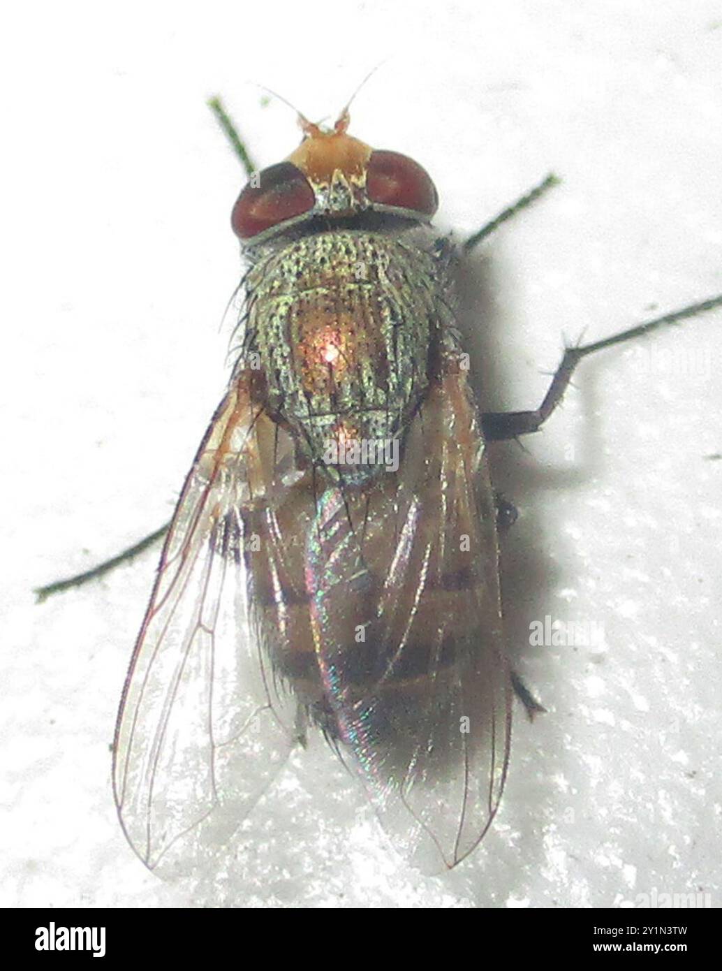 Nose Flies (Rhiniidae) Insecta Stock Photo - Alamy