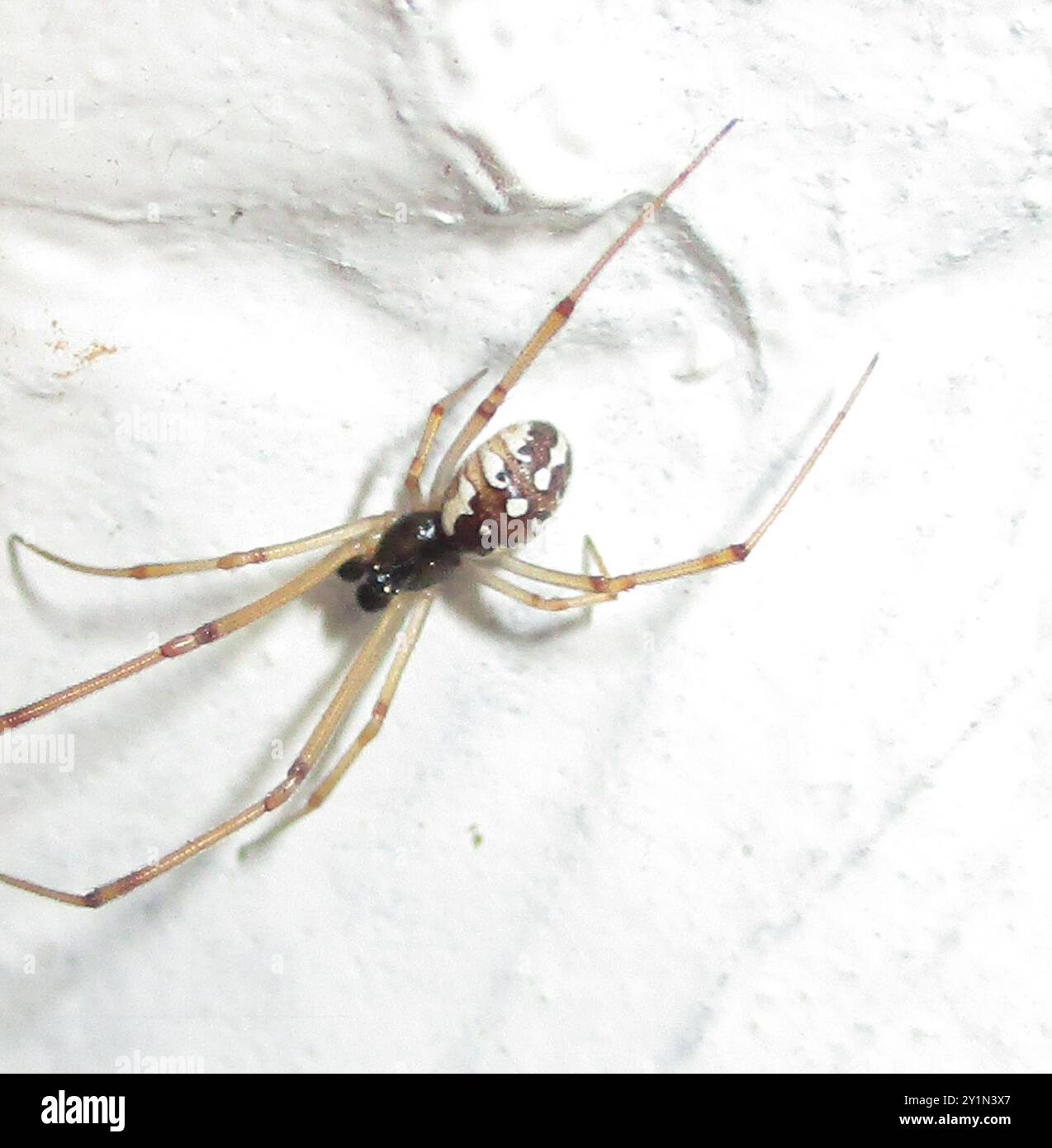 Brown Widow (Latrodectus geometricus) Arachnida Stock Photo - Alamy