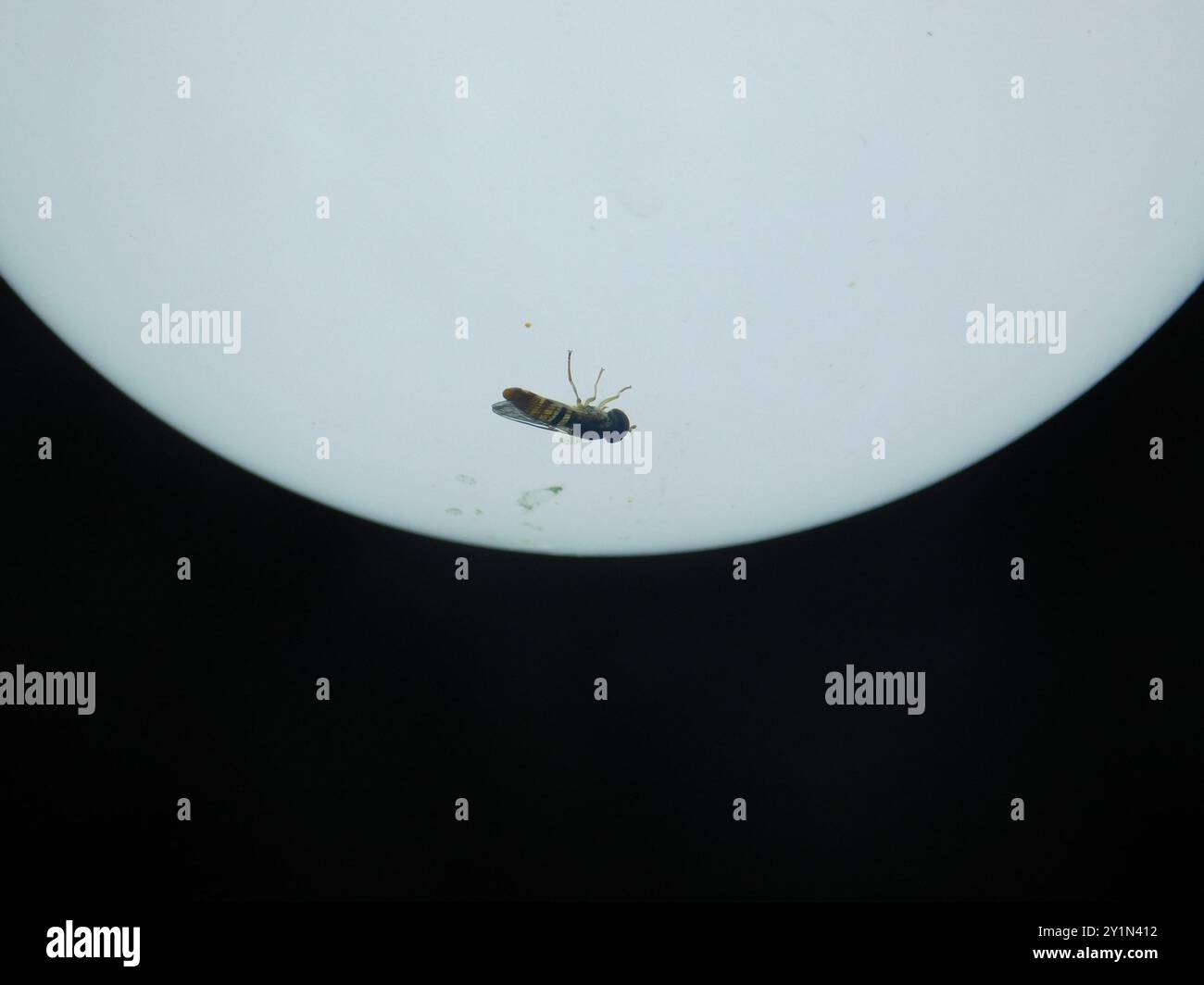 Maize Calligrapher (Toxomerus politus) Insecta Stock Photo - Alamy