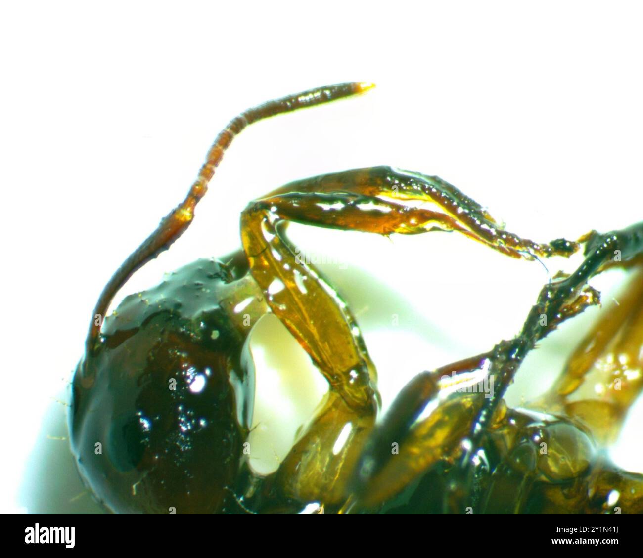 Bearded Carpenter ant (Camponotus subbarbatus) Insecta Stock Photo - Alamy