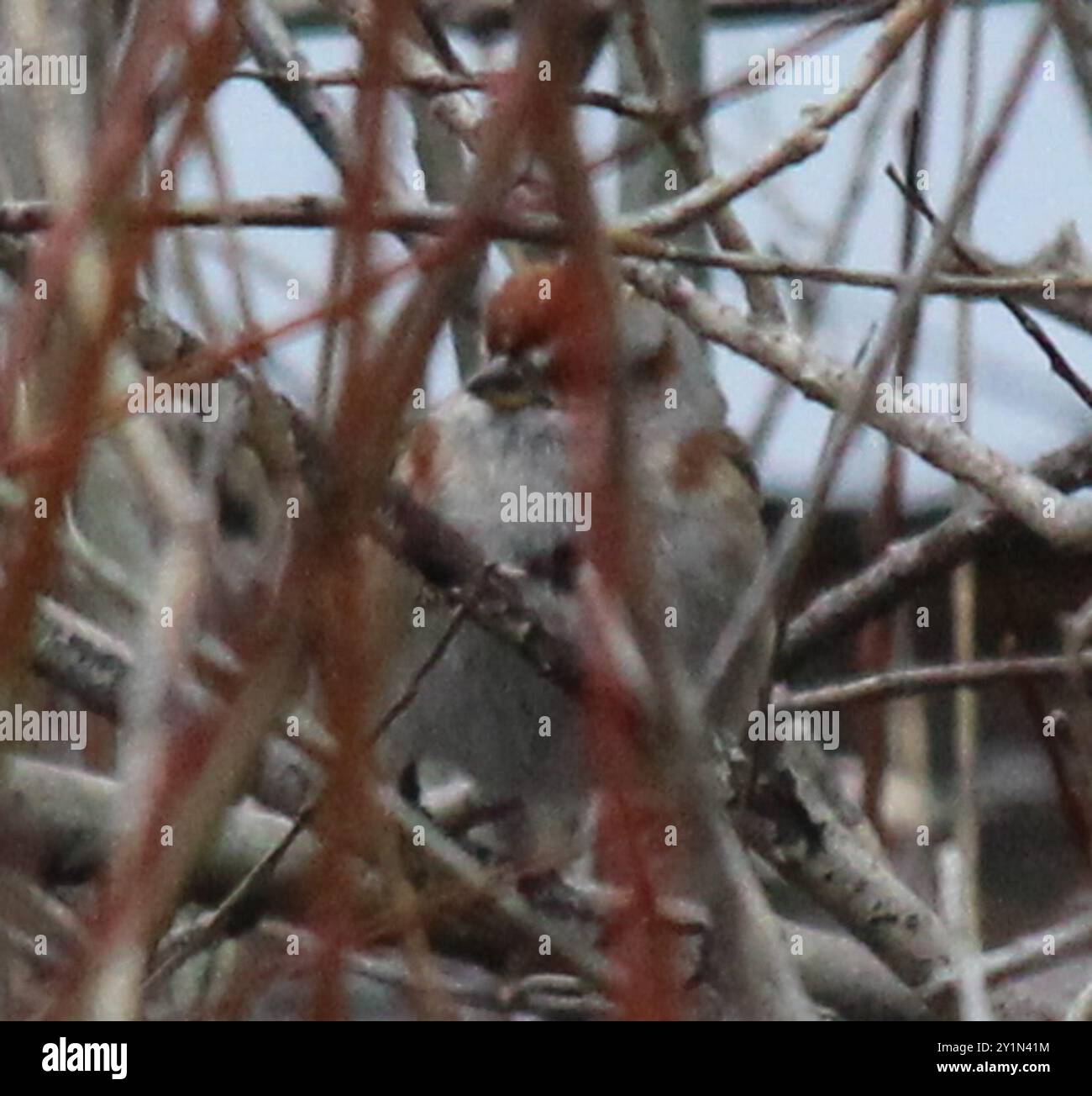 American Tree Sparrow (Spizelloides arborea) Aves Stock Photo - Alamy
