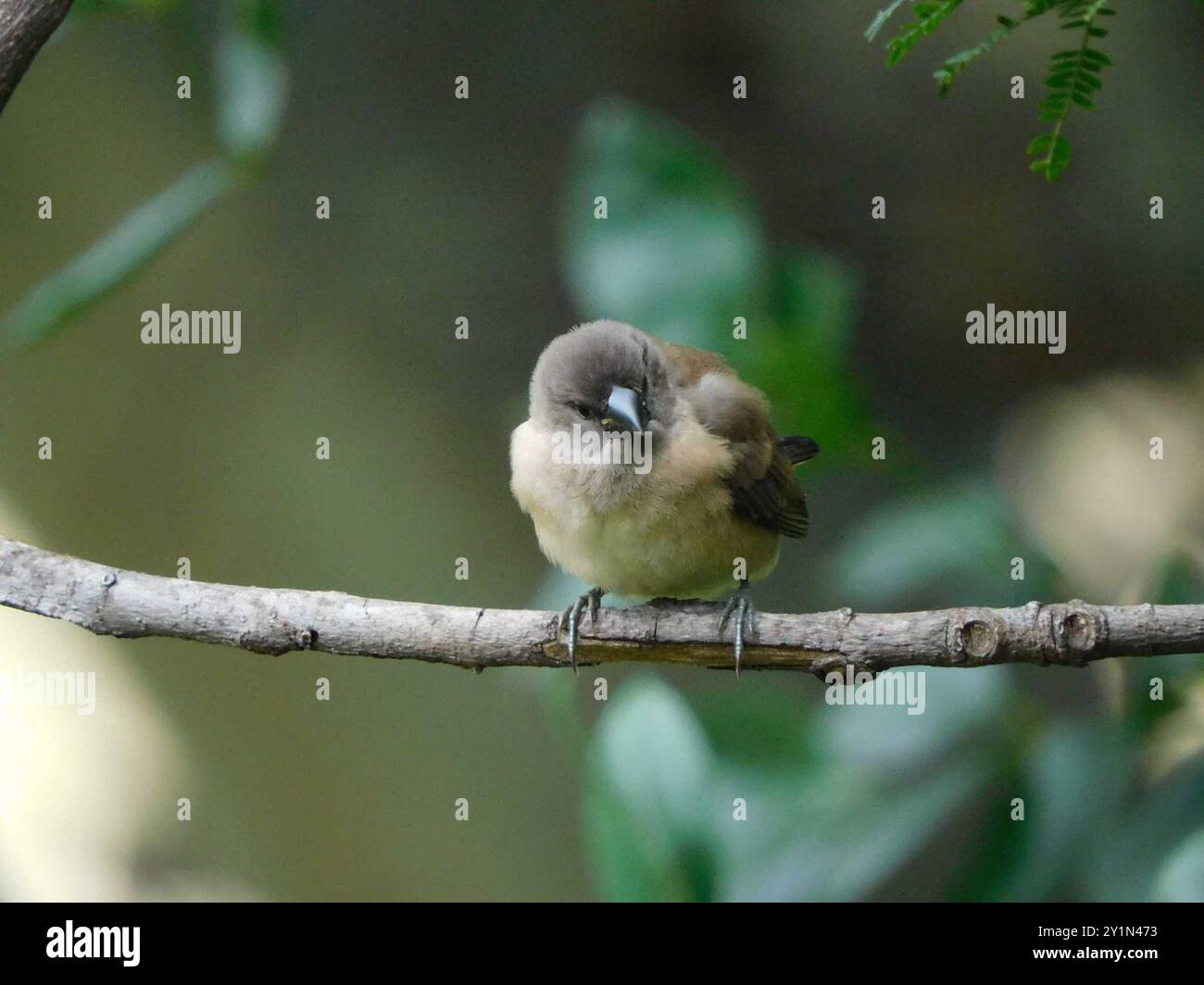 Southern Bronze Mannikin (Spermestes cucullata scutata) Aves Stock ...