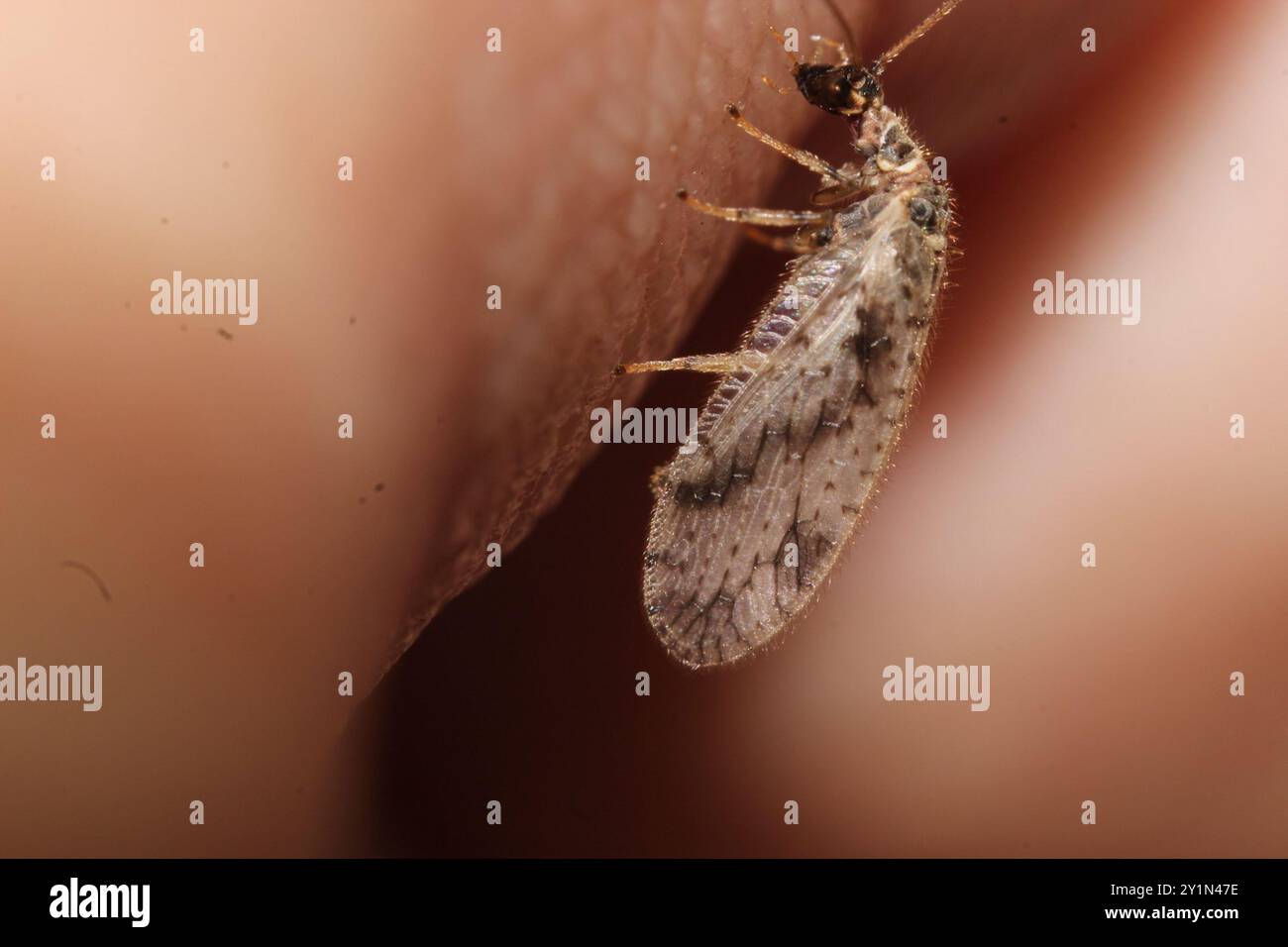 Variegated Brown Lacewing (Micromus variegatus) Insecta Stock Photo - Alamy