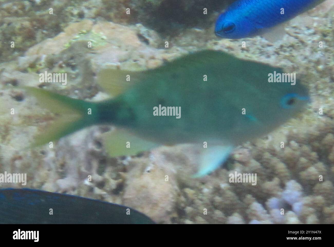 Black-axil Chromis (Chromis atripectoralis) Actinopterygii Stock Photo ...