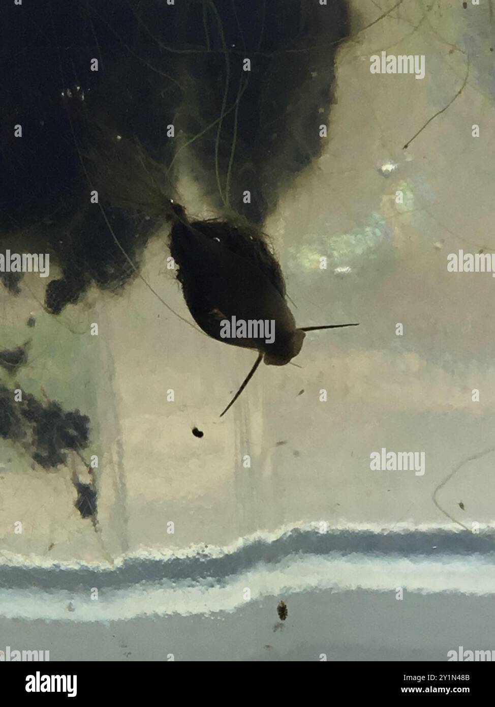 Acute Bladder Snail (Physella acuta) Mollusca Stock Photo - Alamy