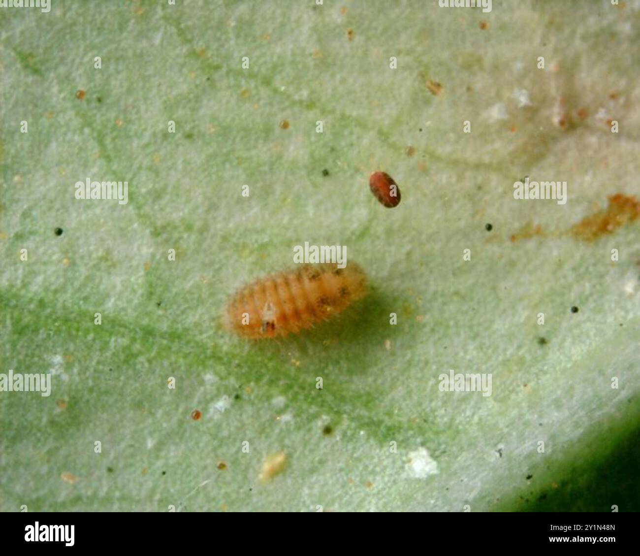 Mite-eating Ladybirds (Stethorus) Insecta Stock Photo - Alamy