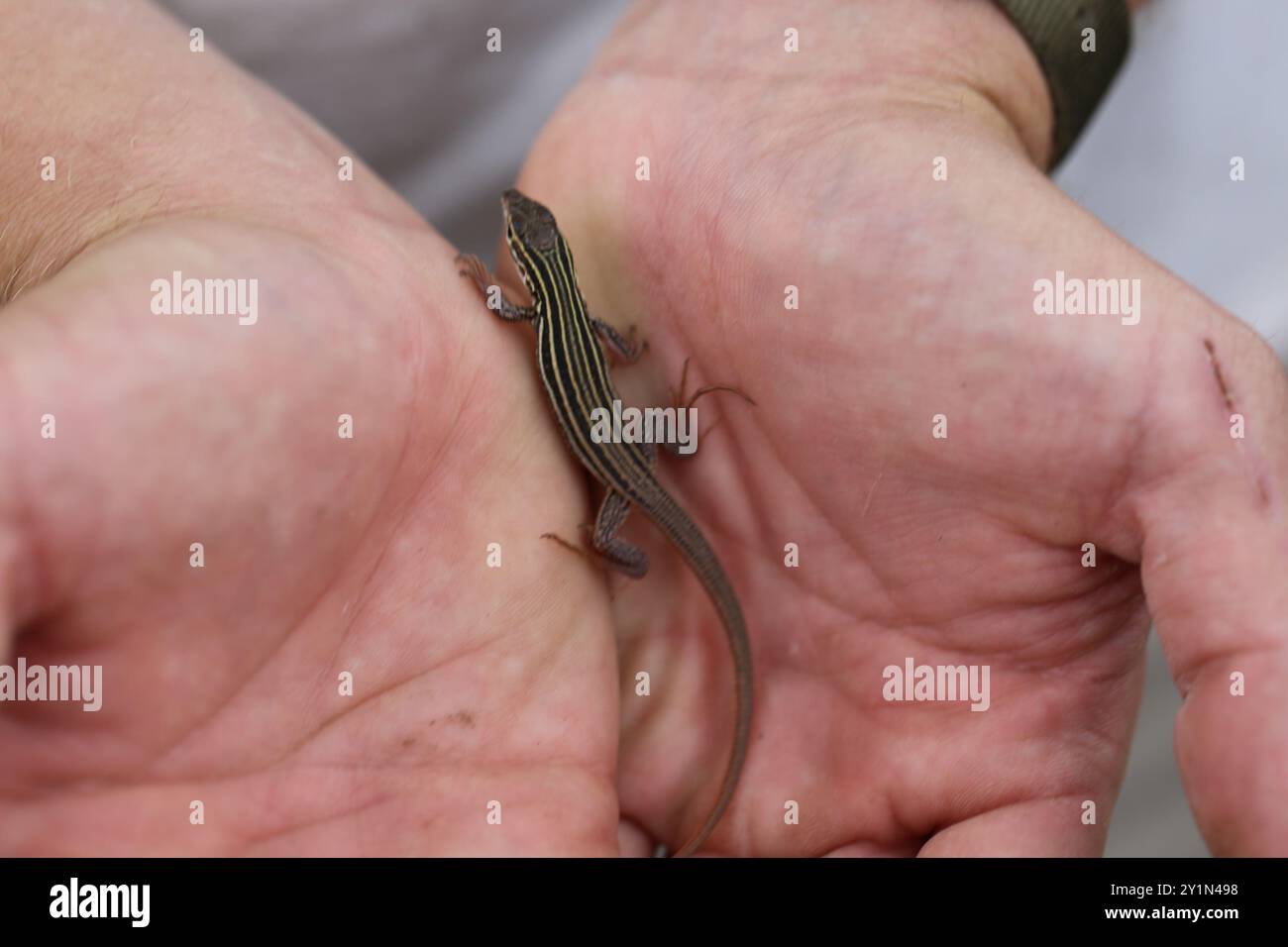 Common Spotted Whiptail (Aspidoscelis gularis) Reptilia Stock Photo - Alamy