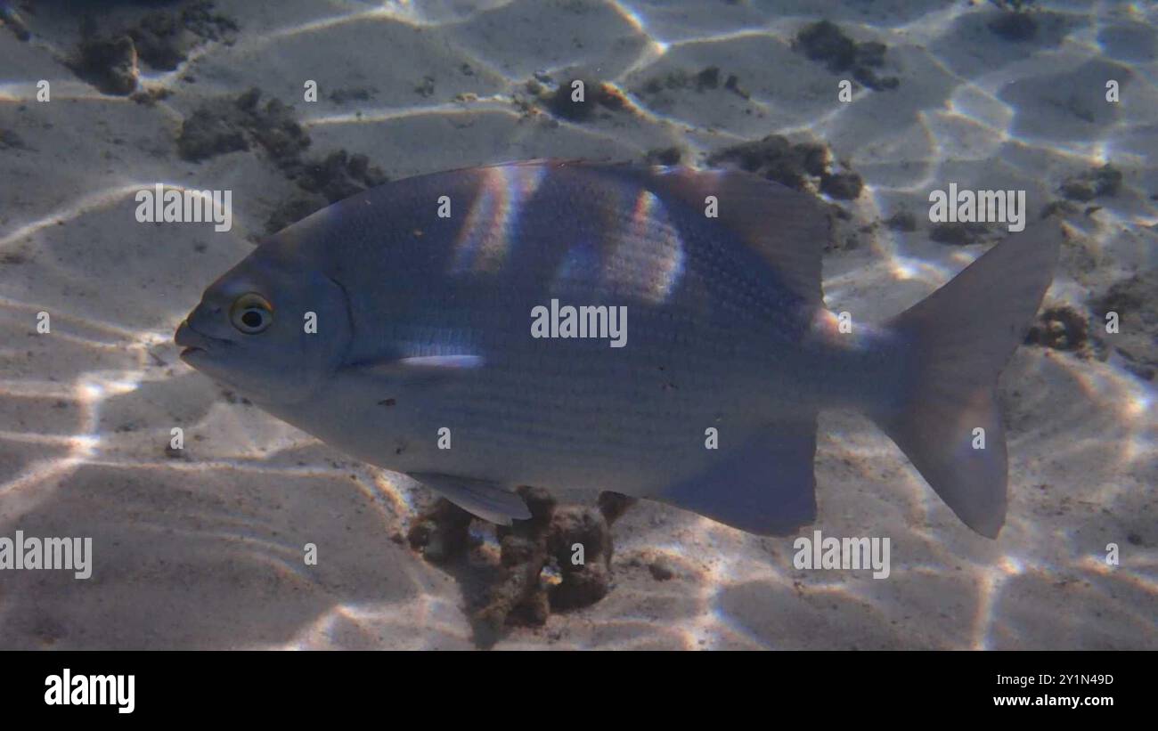 Highfin Chub (Kyphosus cinerascens) Actinopterygii Stock Photo - Alamy
