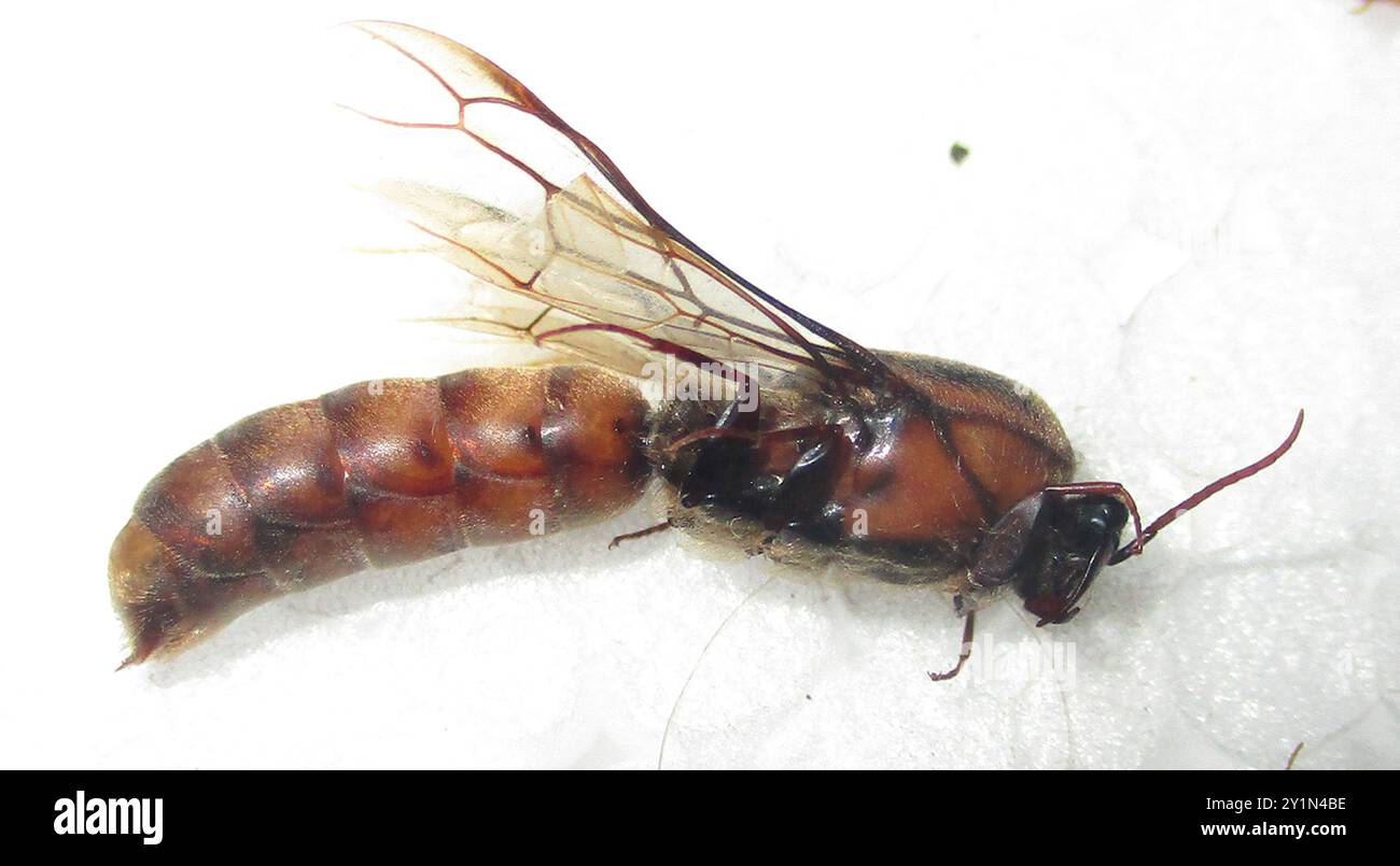 Driver Ants (Dorylus) Insecta Stock Photo - Alamy