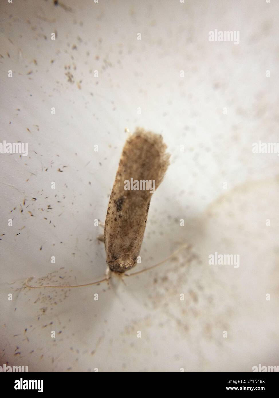 Curved-horn Moths (Gelechioidea) Insecta Stock Photo - Alamy