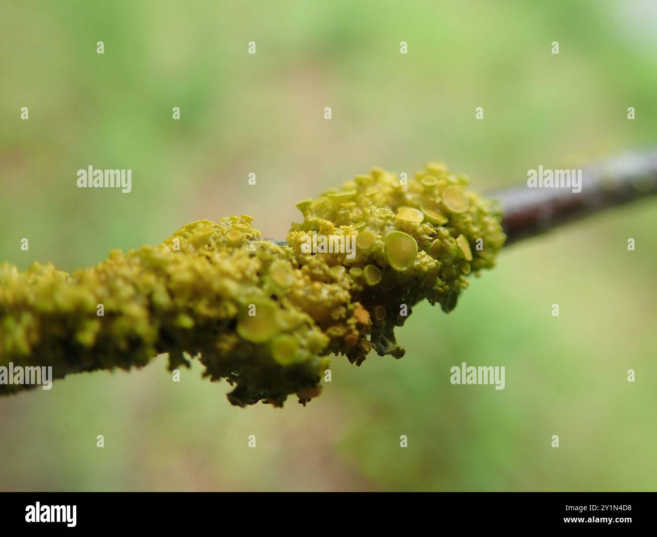 Pin-cushion Sunburst Lichen (Polycauliona polycarpa) Fungi Stock Photo ...
