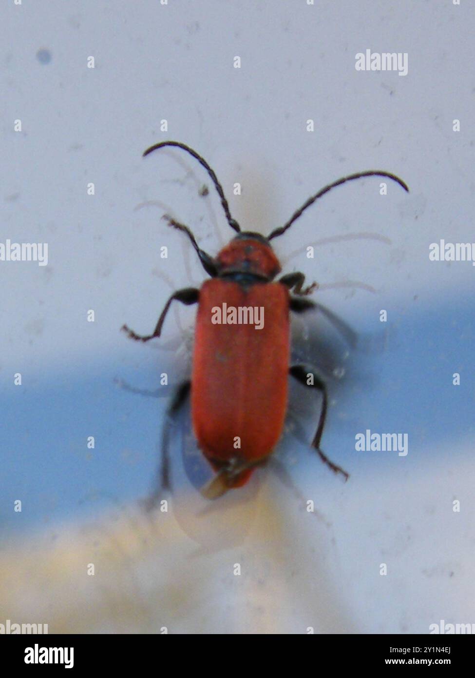 Welsh Oak Longhorn Beetle (Pyrrhidium sanguineum) Insecta Stock Photo ...