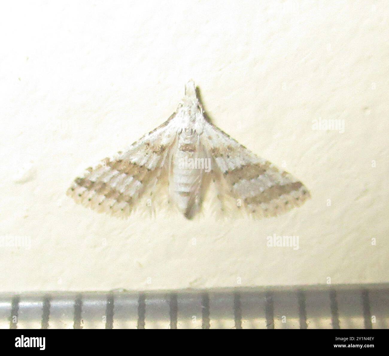 False plume moths hi-res stock photography and images - Alamy