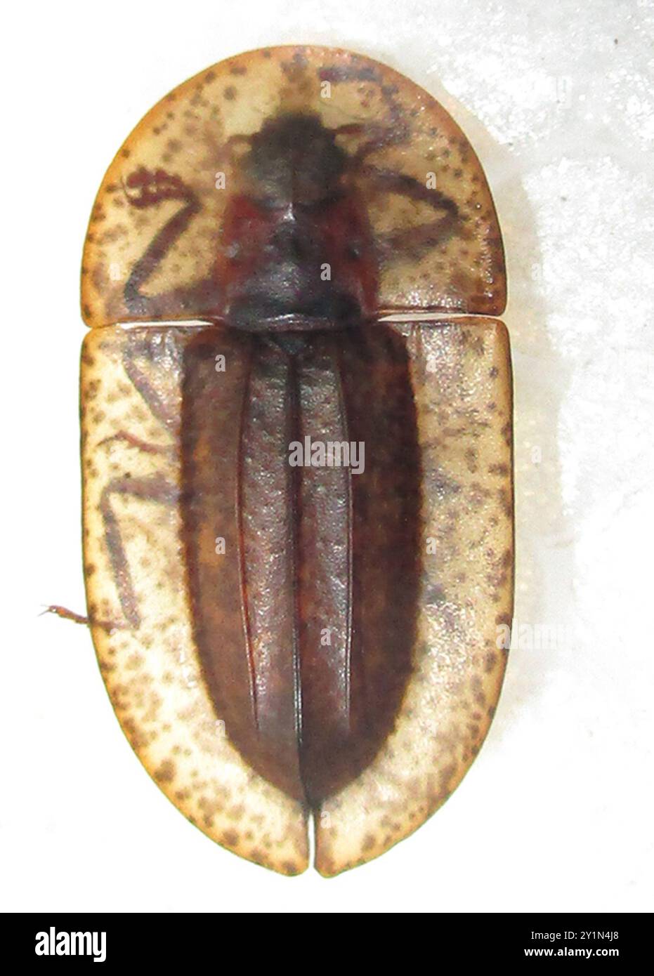 UFO Darkling Beetles (Cossyphus) Insecta Stock Photo - Alamy