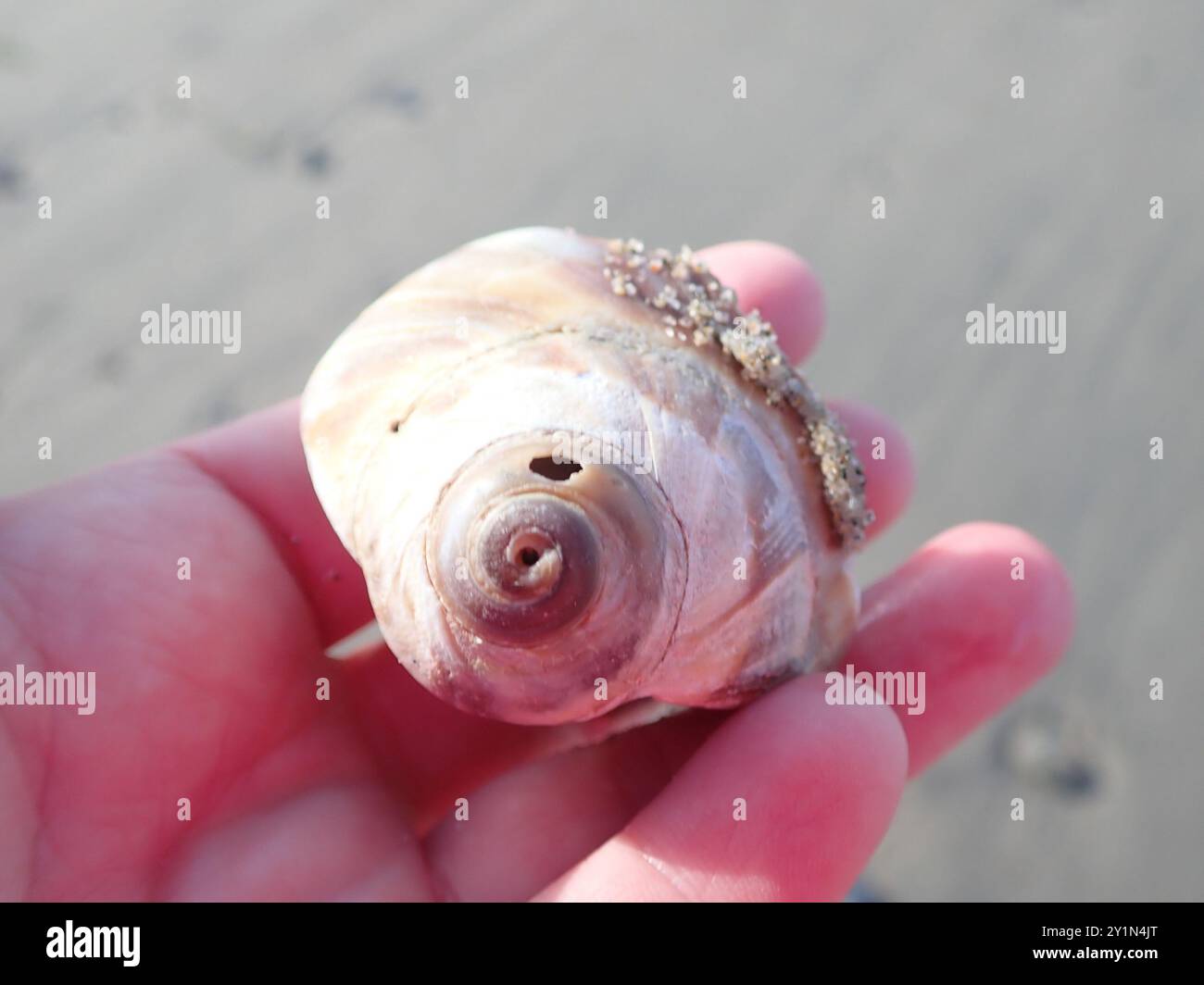 Northern Moonsnail (Euspira heros) Mollusca Stock Photo - Alamy