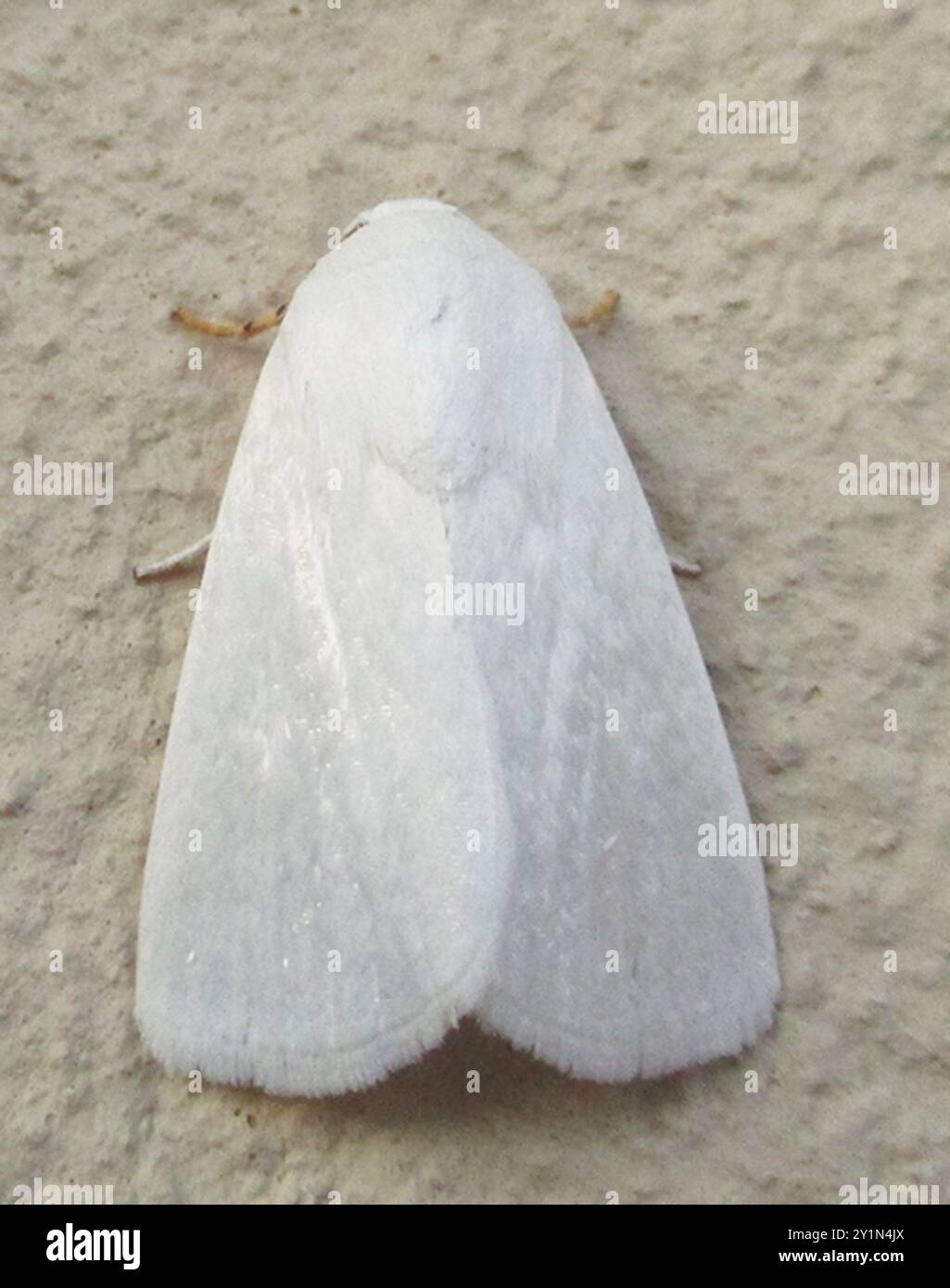 (Chasmina tibialis) Insecta Stock Photo - Alamy