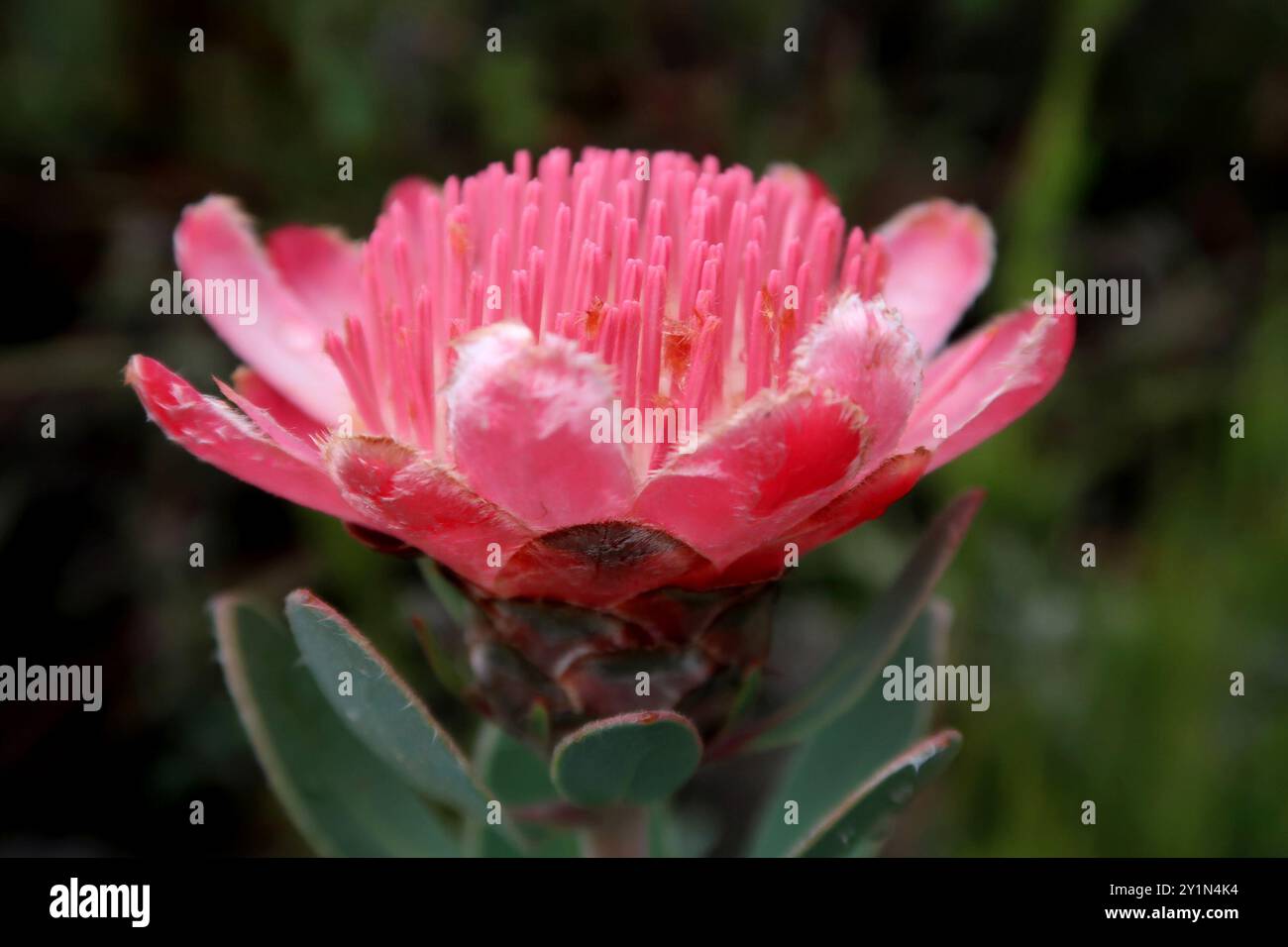 Water Sugarbush (Protea punctata) Plantae Stock Photo - Alamy