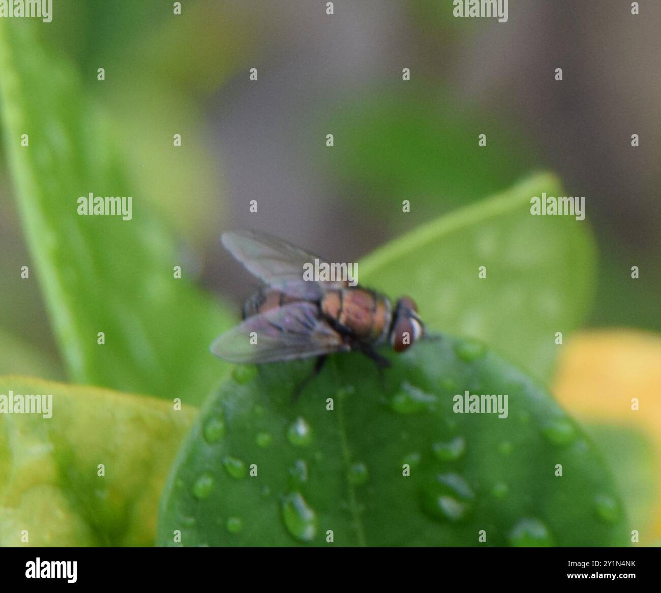 Lucilia cuprina hi-res stock photography and images - Alamy