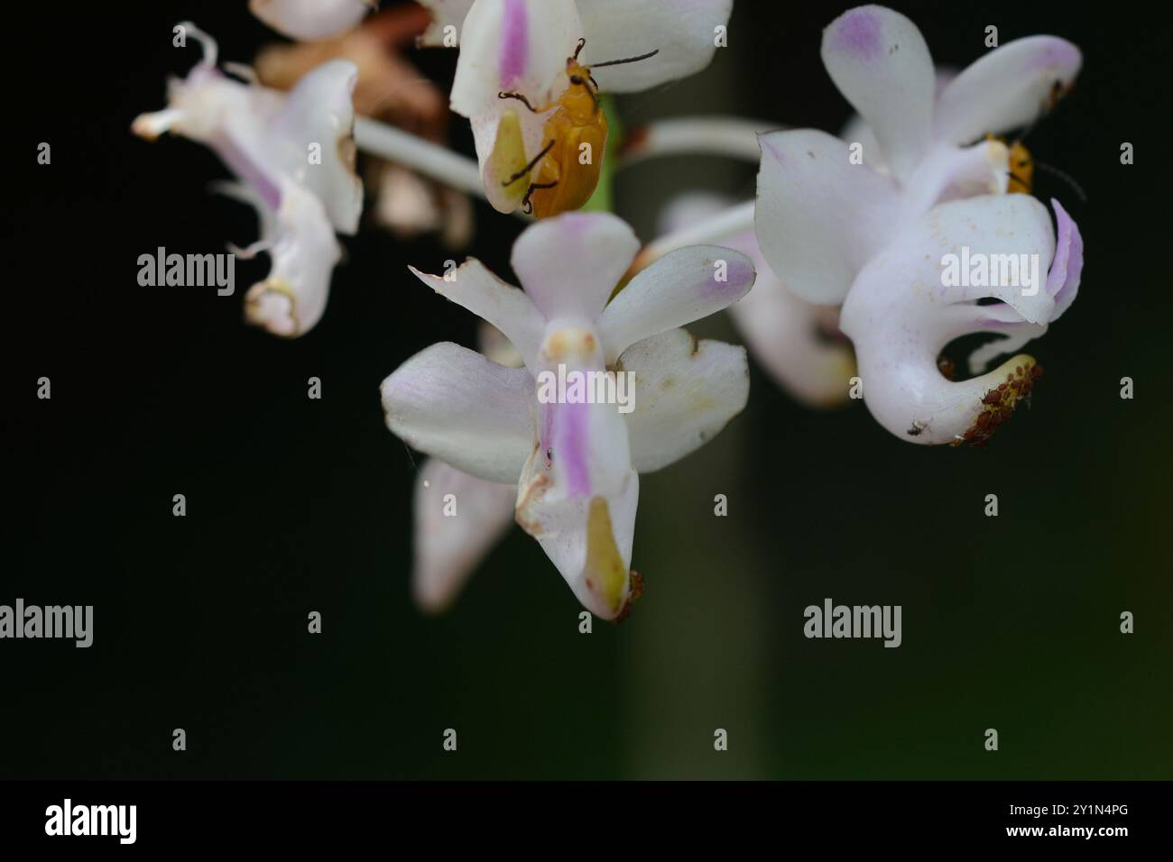 Aerides odorata hi-res stock photography and images - Alamy