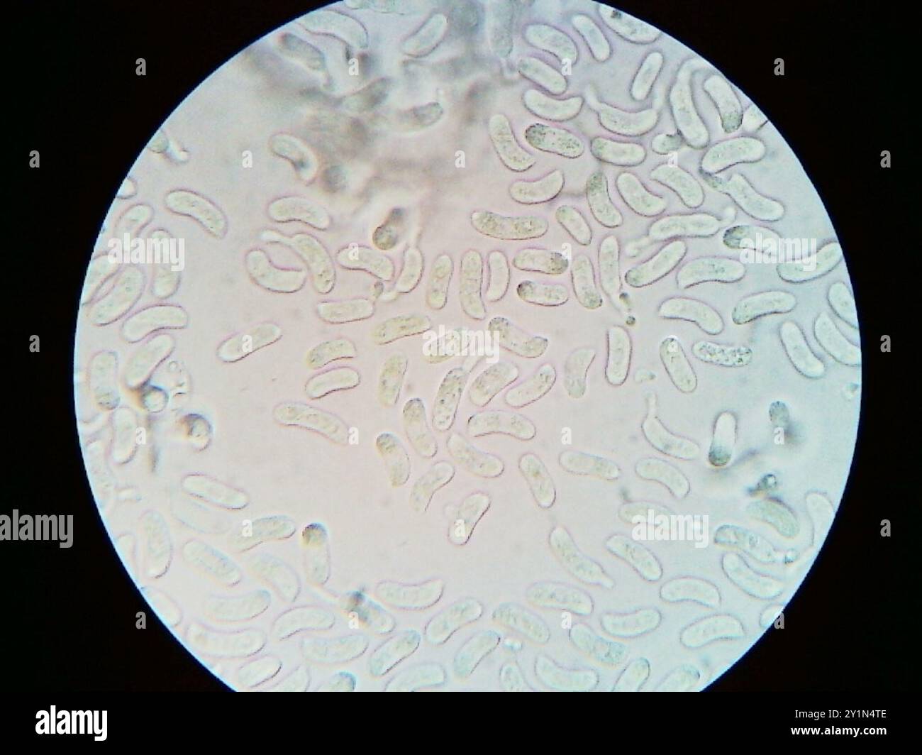 Basidiomycete Fungi (Basidiomycota) Fungi Stock Photo - Alamy