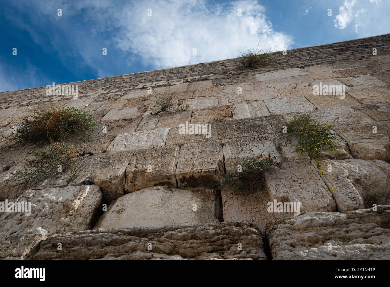 Jerusalem caper hi-res stock photography and images - Alamy