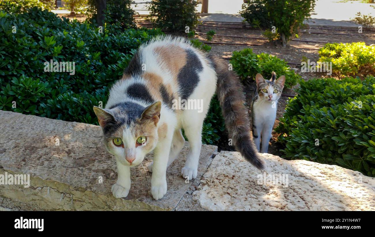 Adult, feral calico cat standing on a stone wall in defensive posture ...