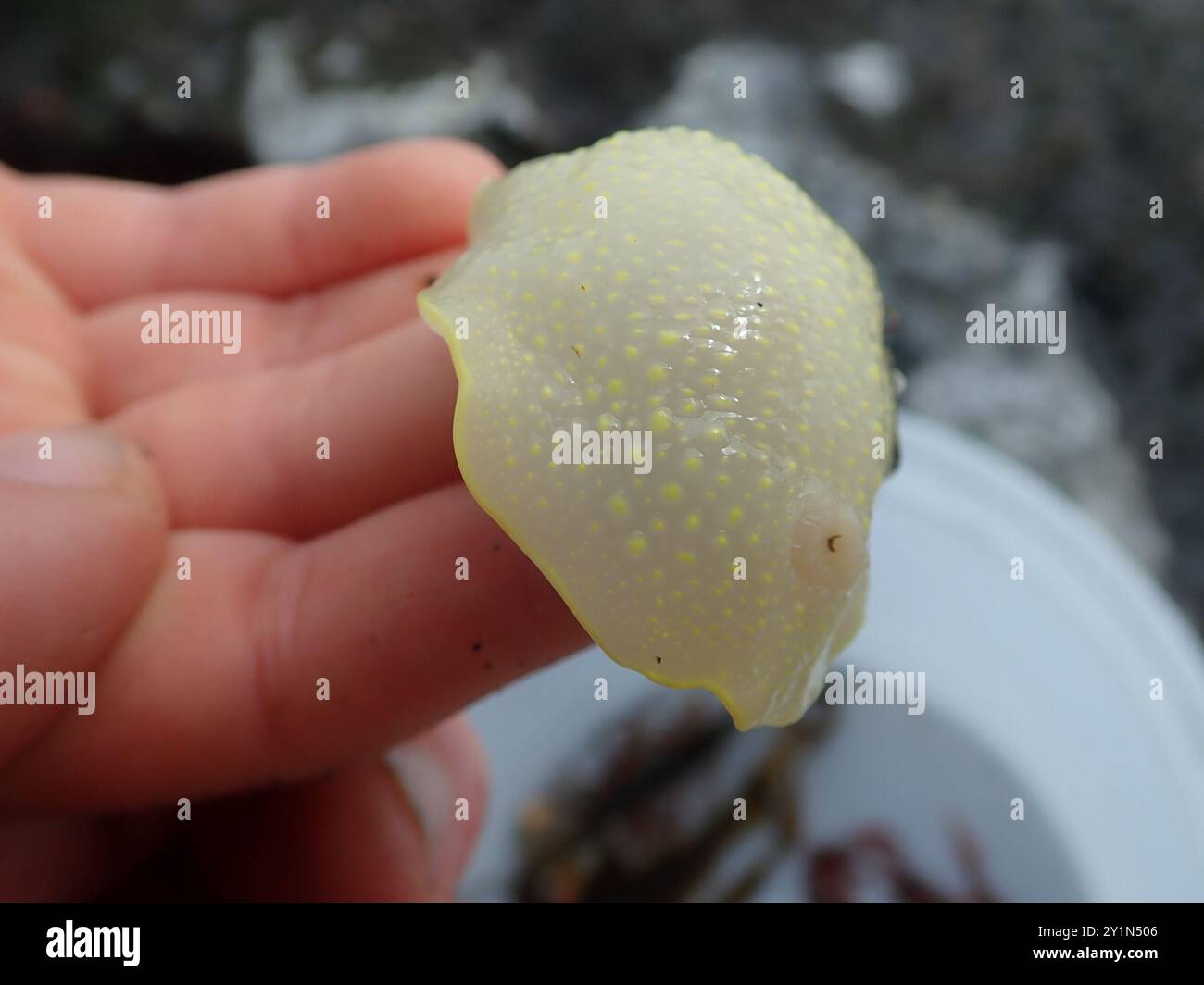 Yellow edged cadlina hi-res stock photography and images - Alamy