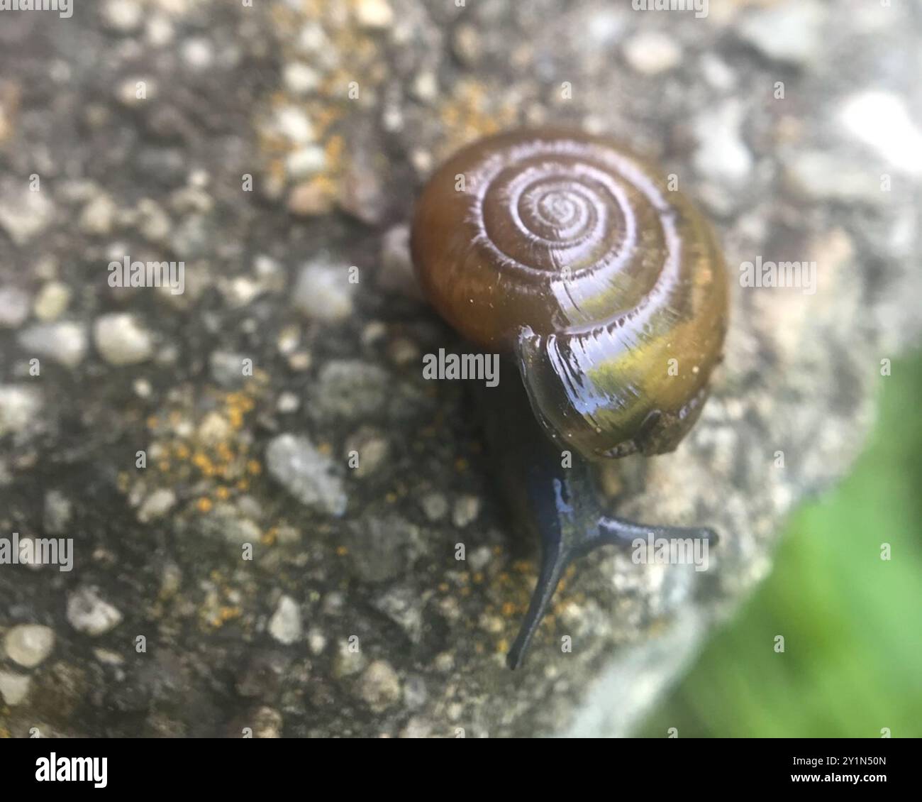 Typical Glass Snails (Oxychilus) Mollusca Stock Photo - Alamy