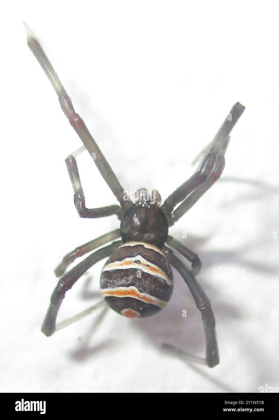 Widow Spiders (Latrodectus) Arachnida Stock Photo - Alamy