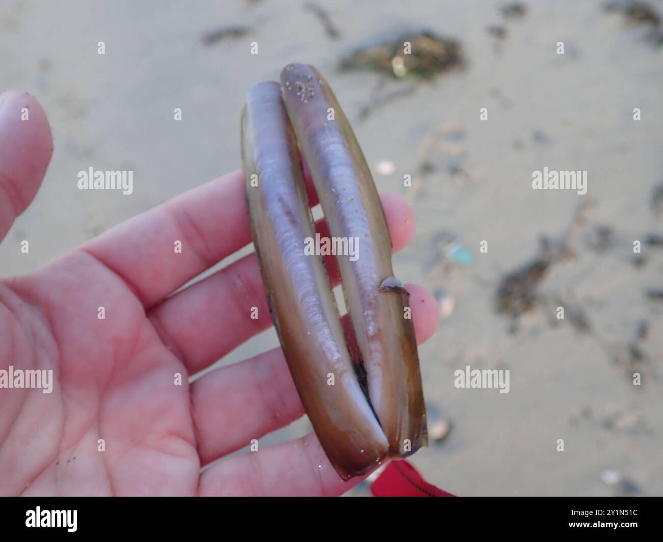 Ensis leei hi-res stock photography and images - Alamy