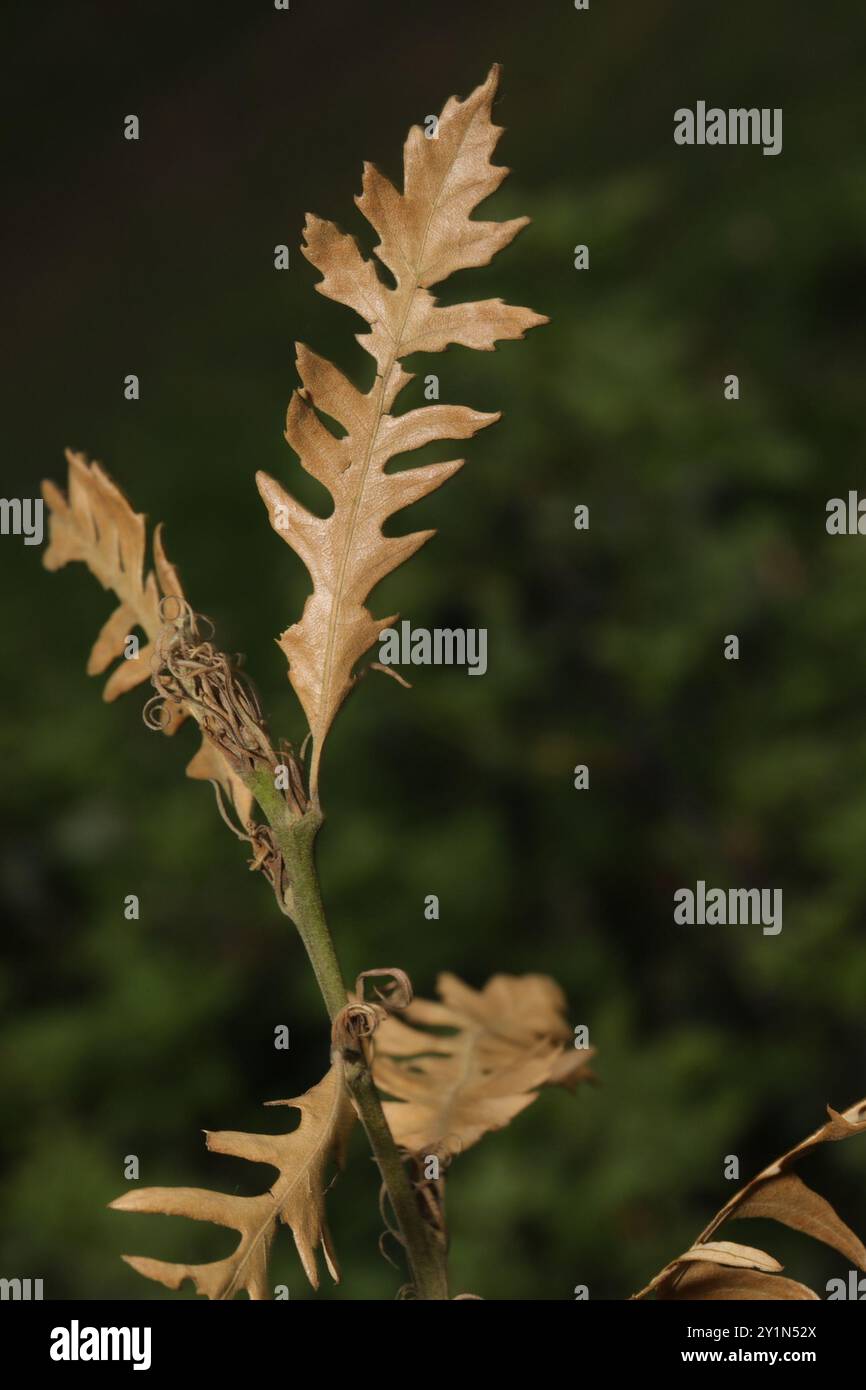 Turkey Oak (Quercus cerris) Plantae Stock Photo - Alamy