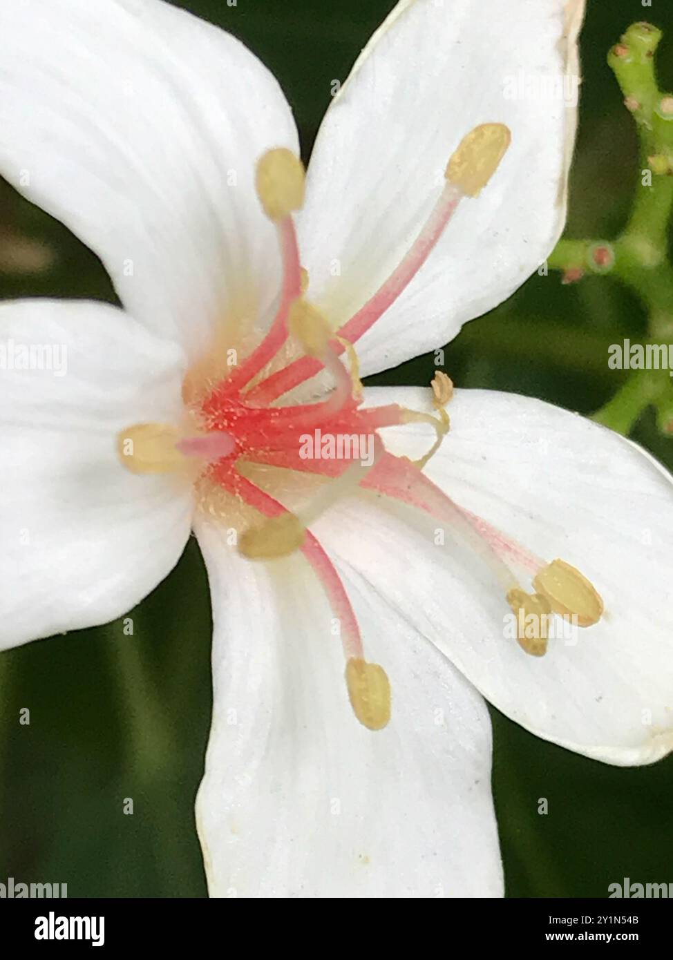 mu oil tree (Vernicia montana) Plantae Stock Photo - Alamy