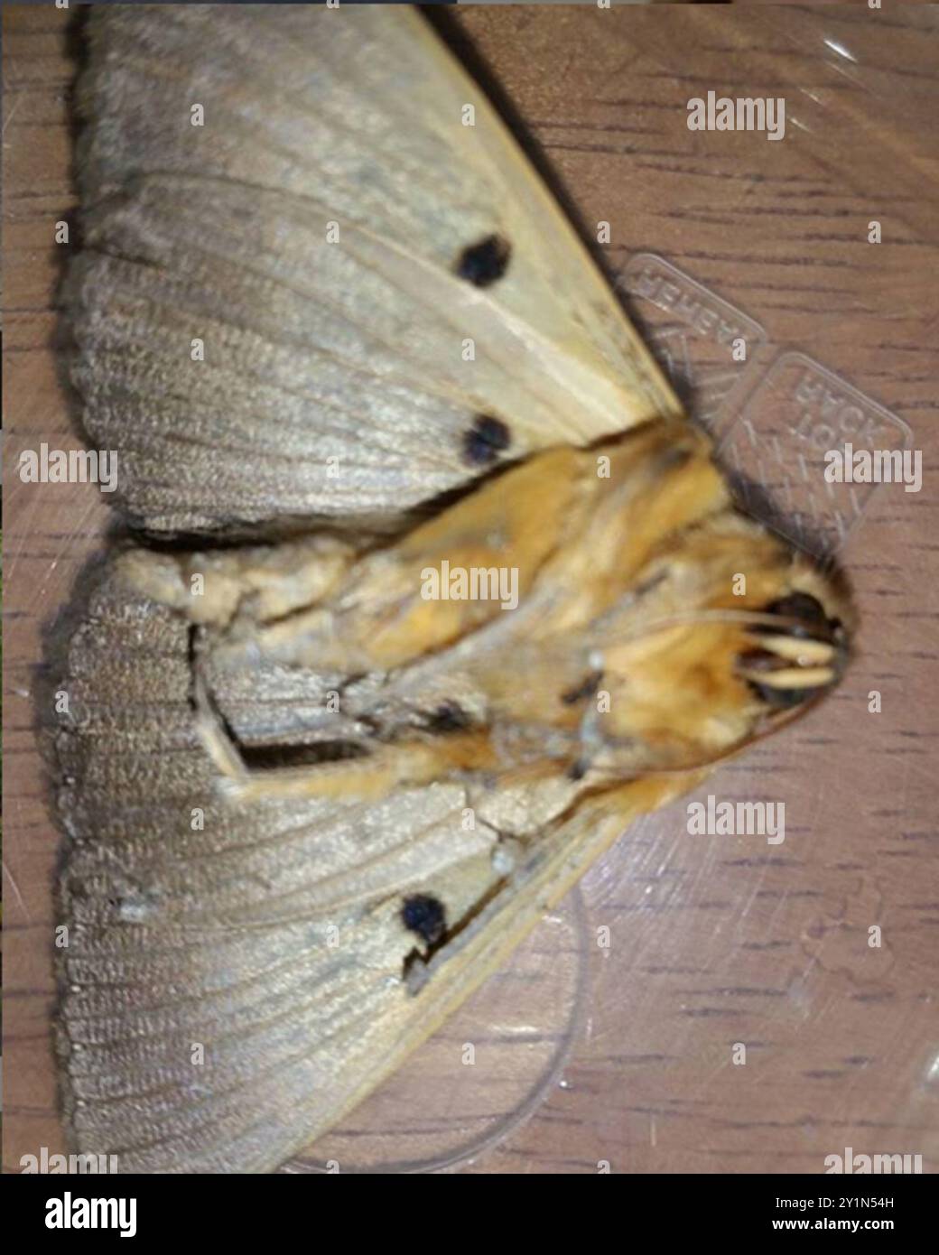 Southern Moon Moth (Dasypodia selenophora) Insecta Stock Photo - Alamy