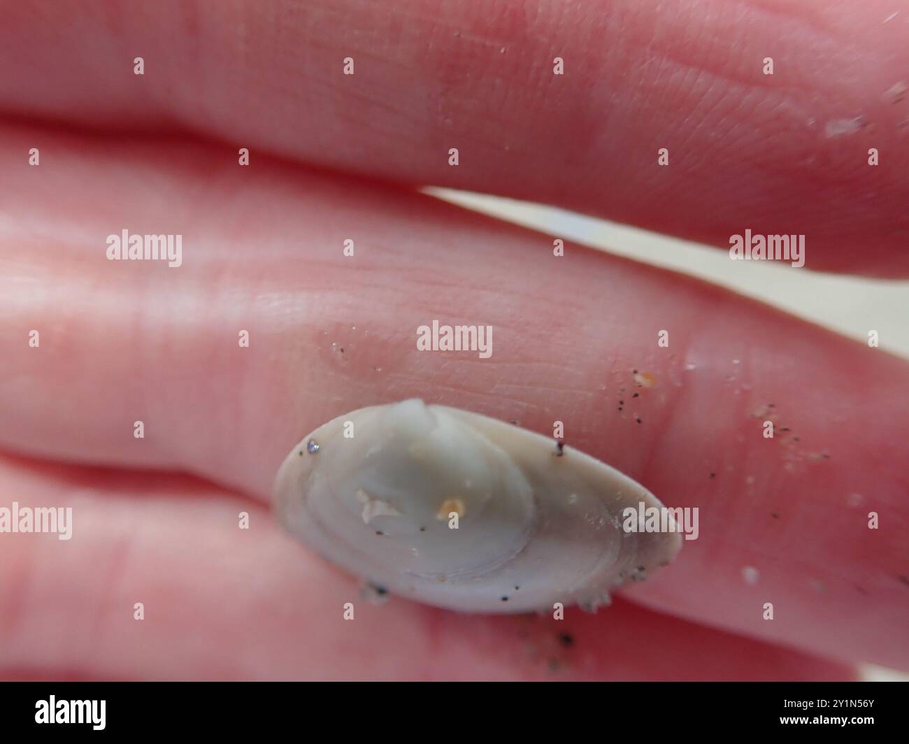 West Atlantic Surfclam (Spisula solidissima) Mollusca Stock Photo - Alamy