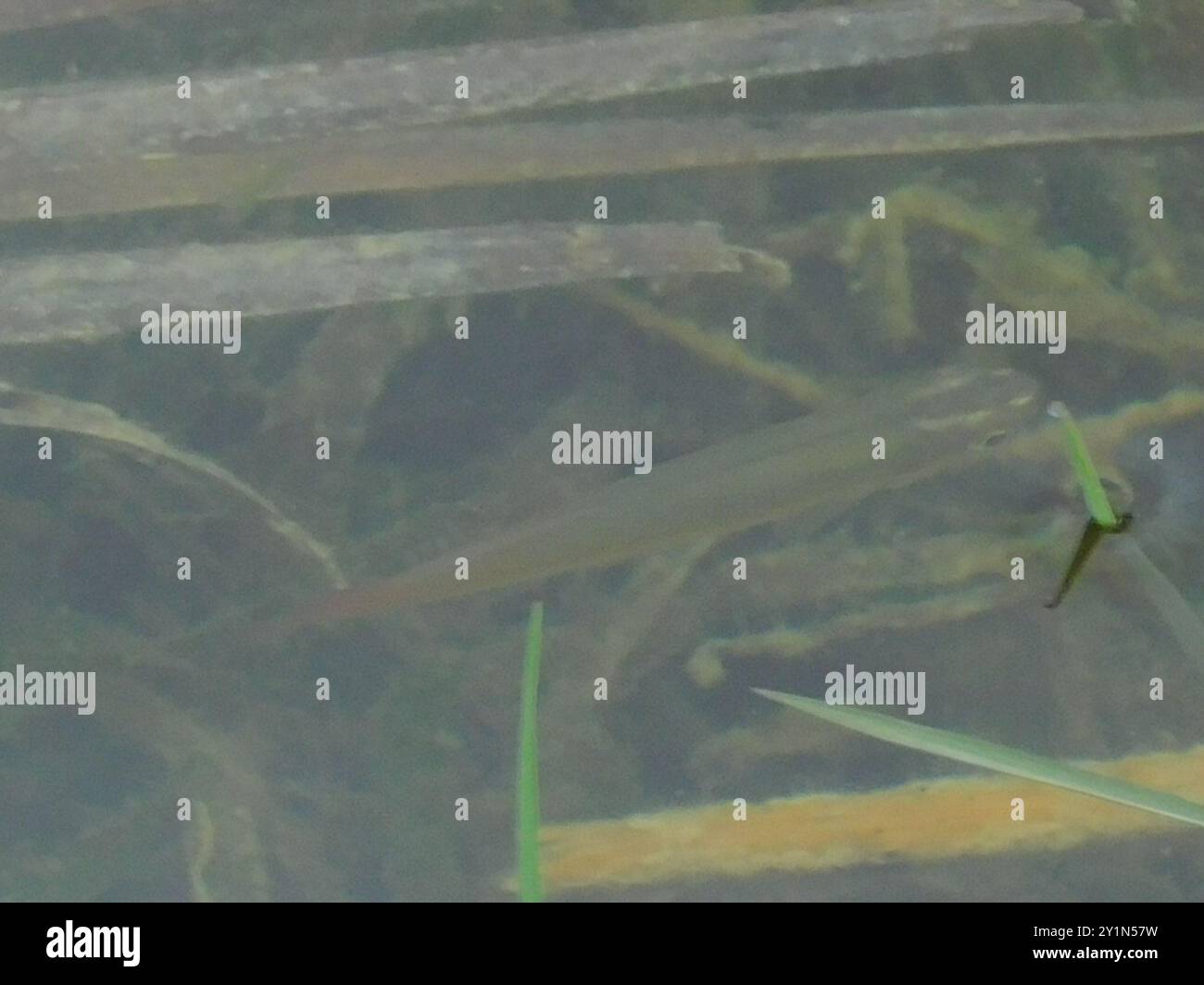 Typical Killifishes (Fundulus) Actinopterygii Stock Photo - Alamy