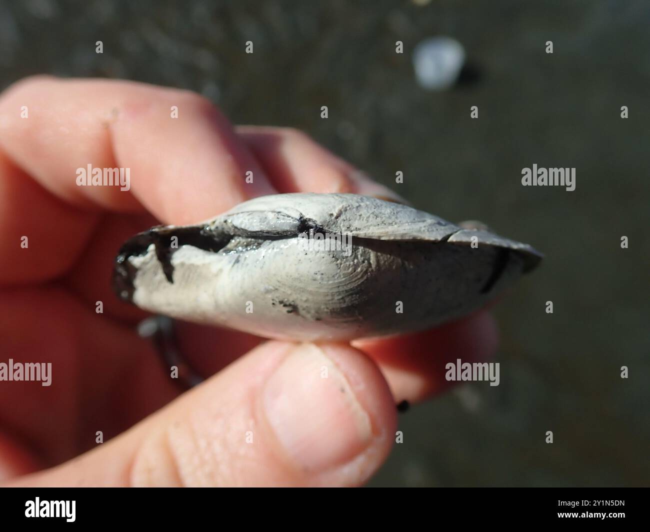 Bent-nosed Clam (Macoma nasuta) Mollusca Stock Photo - Alamy