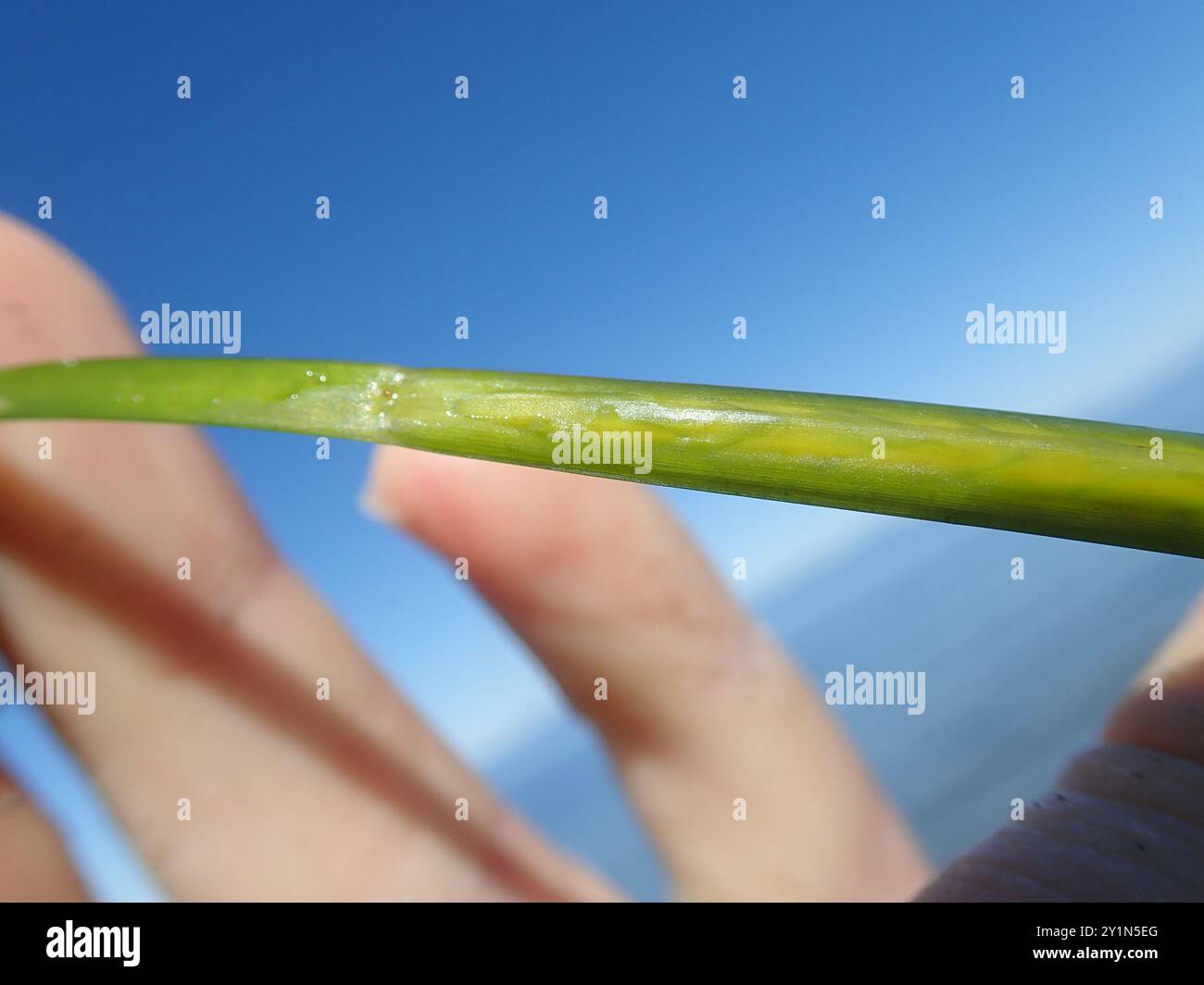 Japanese Eelgrass (Zostera japonica) Plantae Stock Photo - Alamy