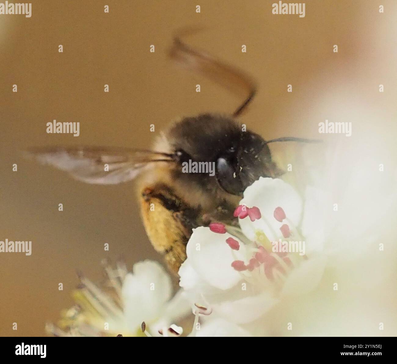 Asian Shaggy Digger Bee (Anthophora villosula) Insecta Stock Photo - Alamy
