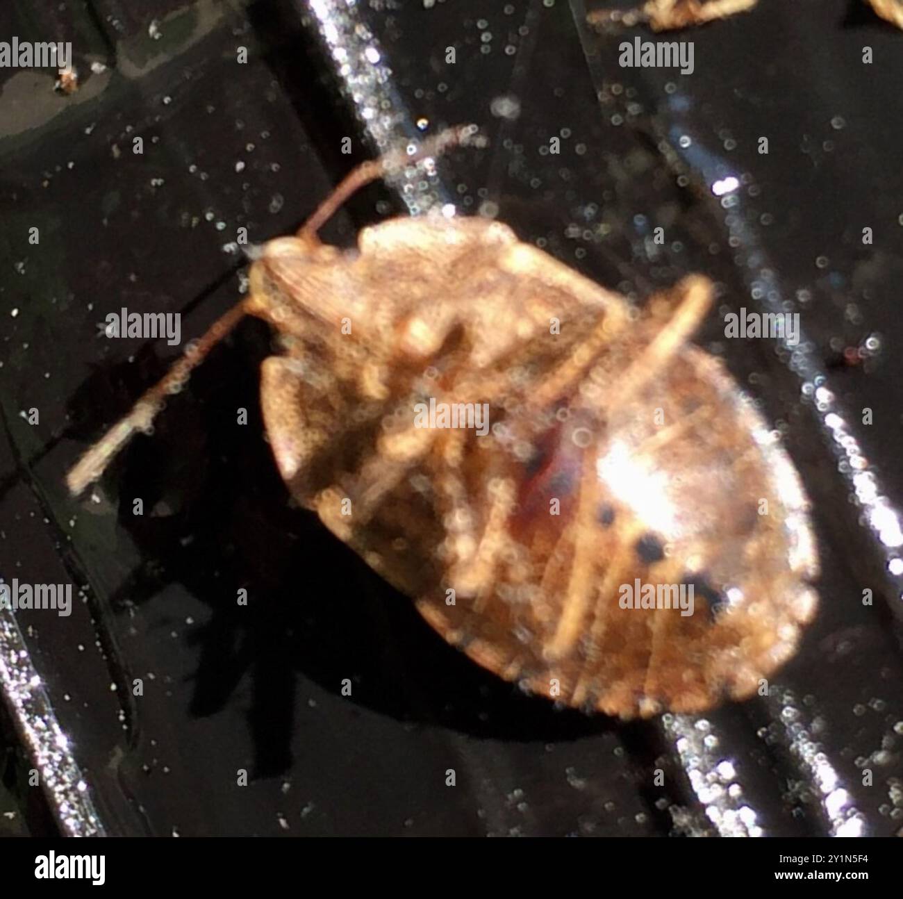 Elf Shoe Stink Bug (Menecles insertus) Insecta Stock Photo - Alamy